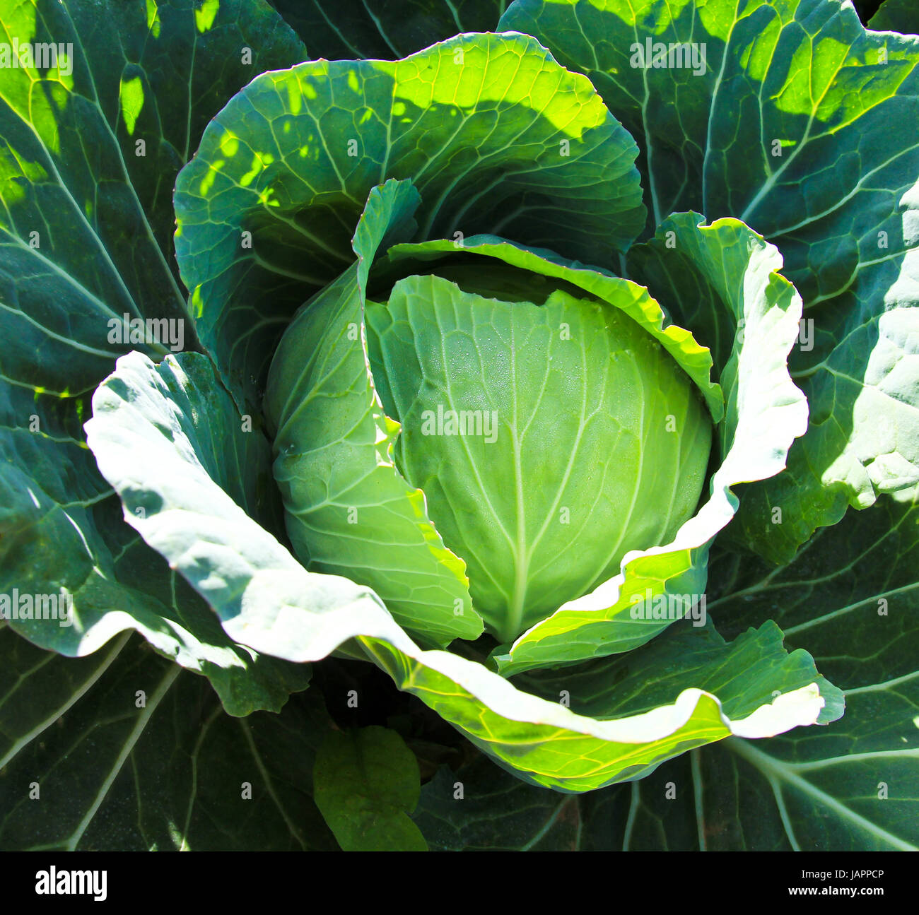 Cabbage head in a field Stock Photo - Alamy