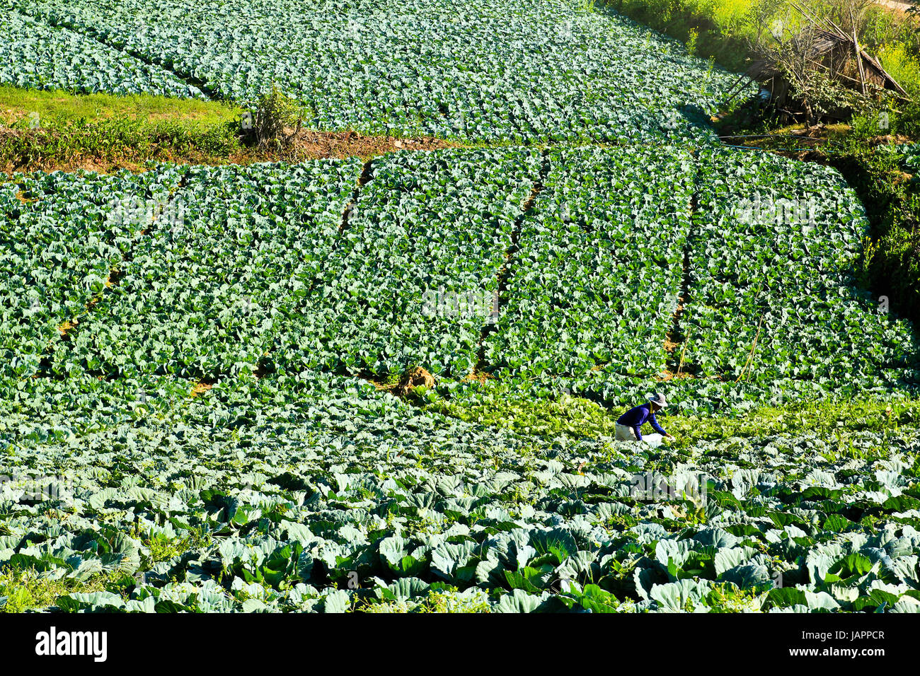 Big Cabbage farm on the mountain Stock Photo - Alamy