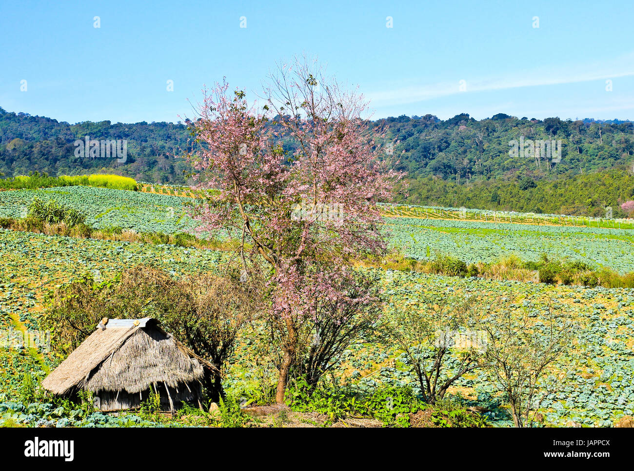 Hut in cabbage field, Thailand Stock Photo - Alamy