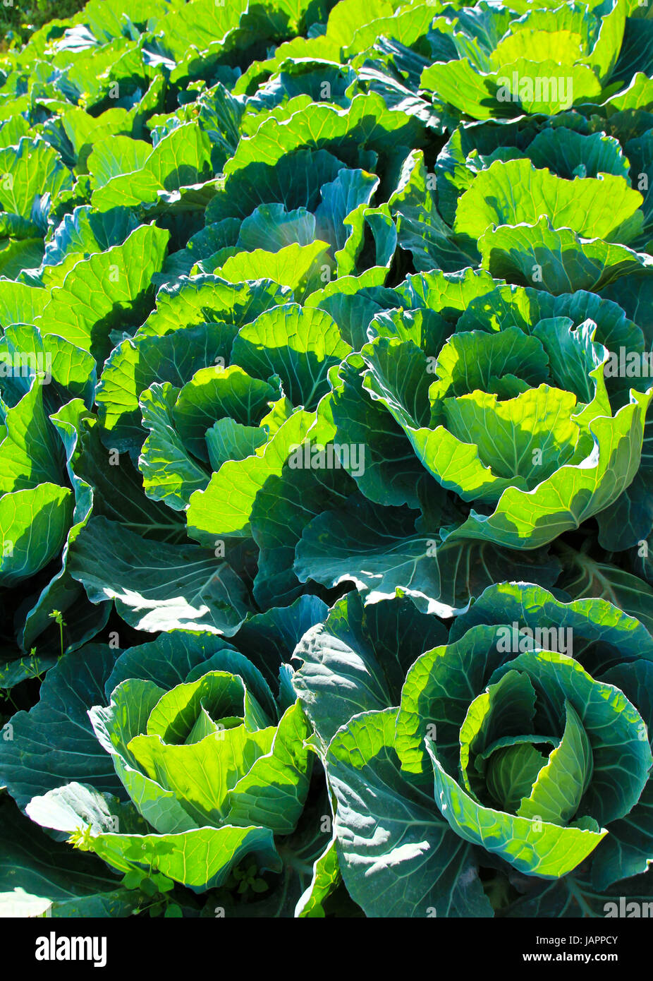 Irrigation in a cabbage field hi-res stock photography and images - Alamy