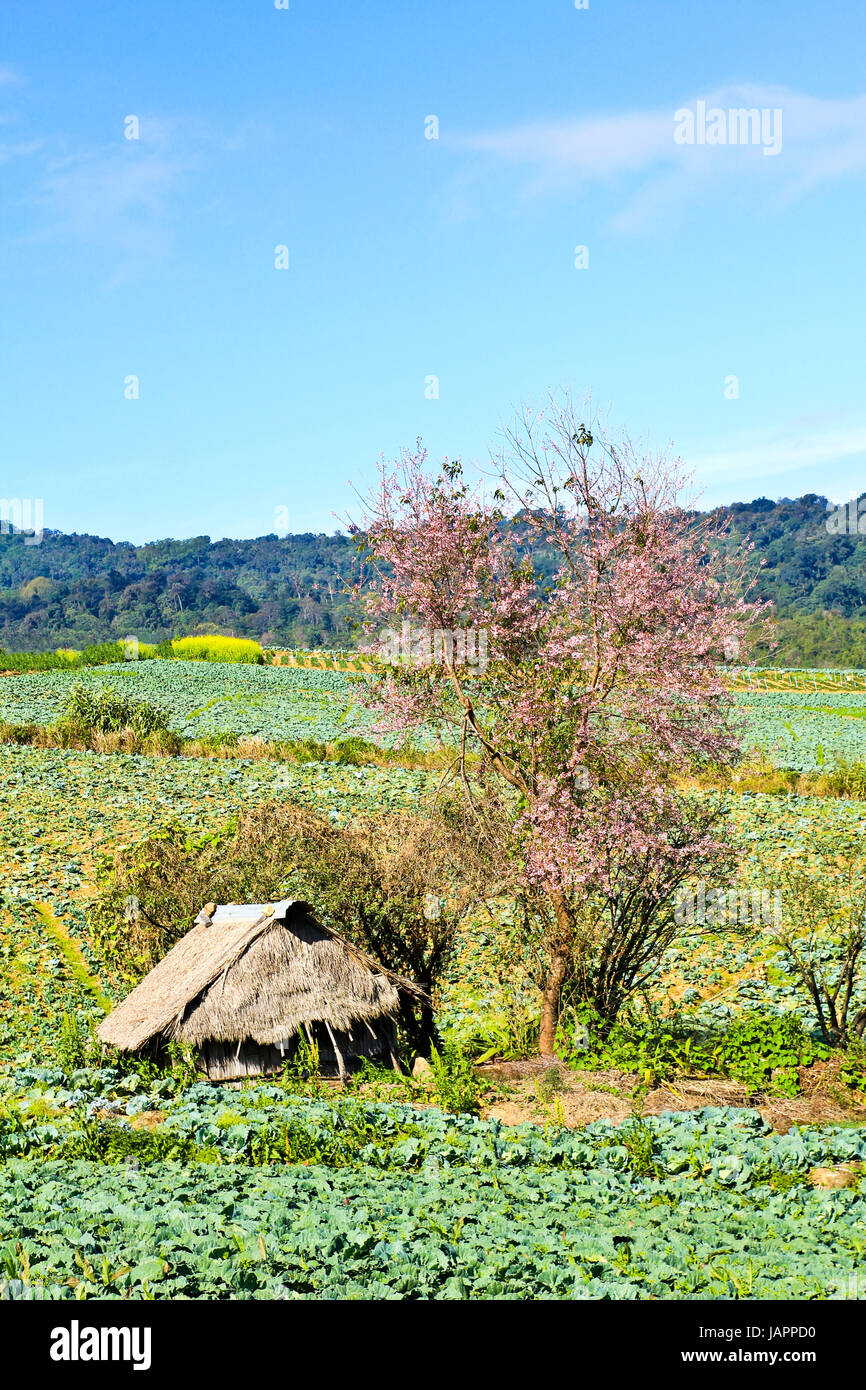 Hut in cabbage field, Thailand Stock Photo - Alamy