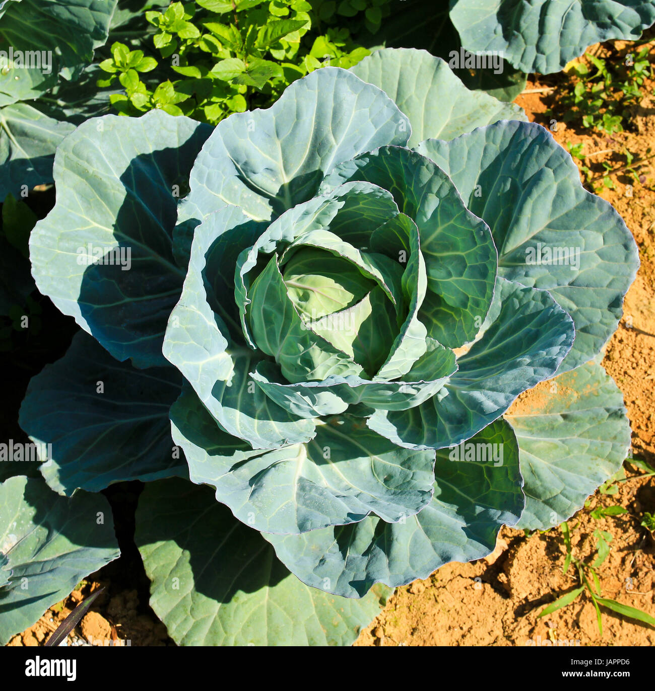Cabbage head in a field Stock Photo - Alamy