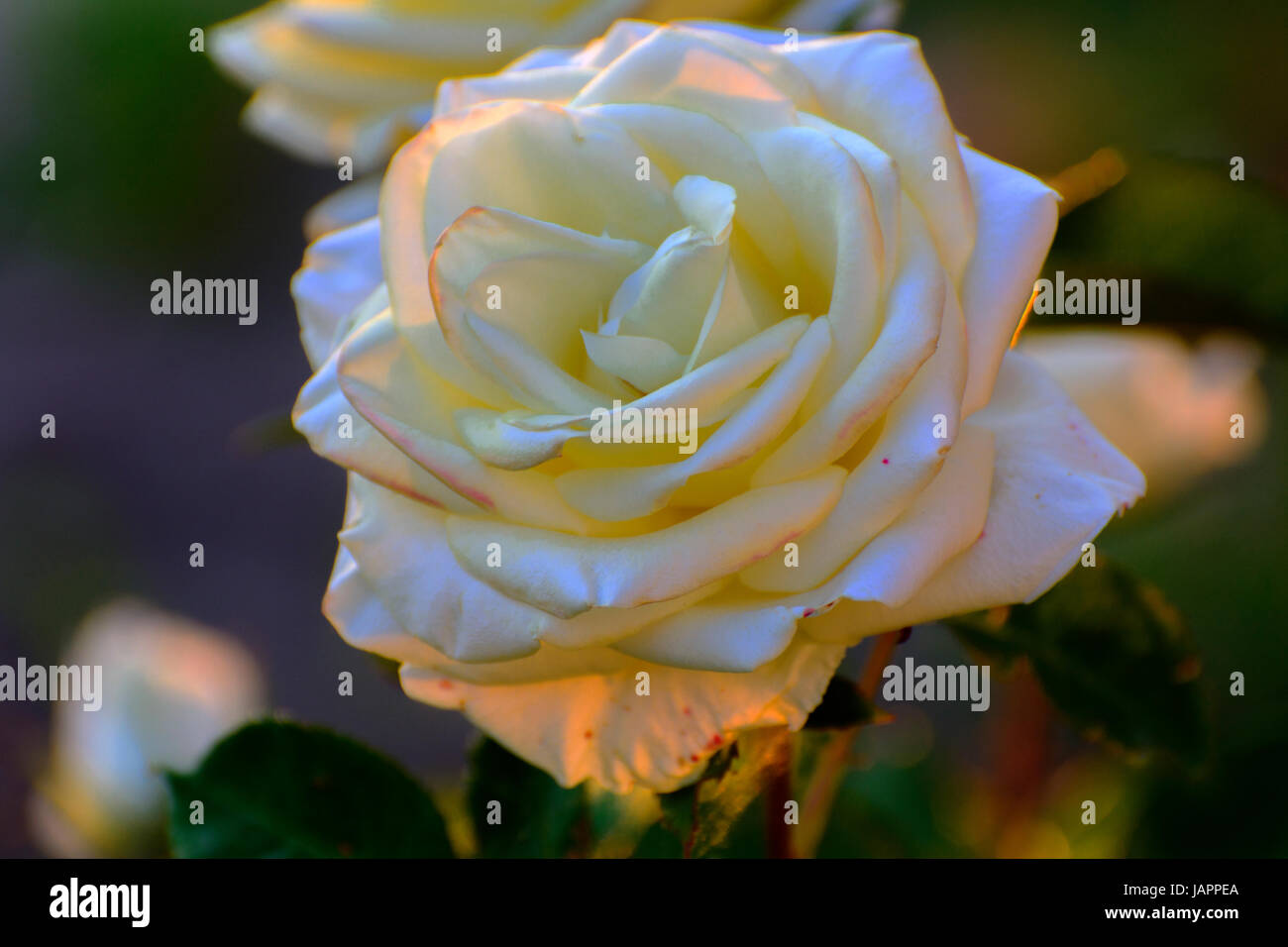 Beautiful floral background. Amazing view of a white rose blooming in ...