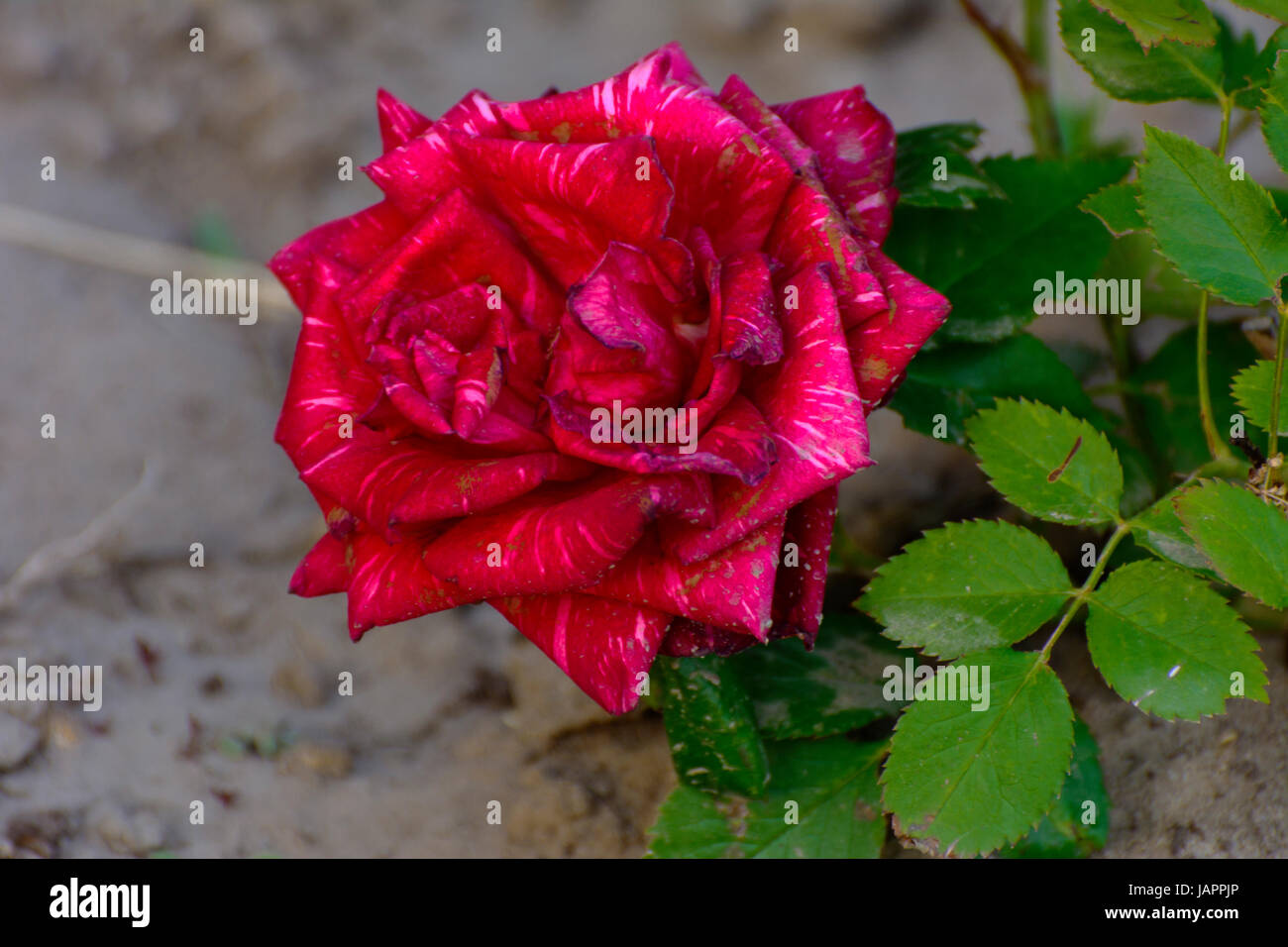 Beautiful floral background. Amazing view of a bright red rose blooming ...