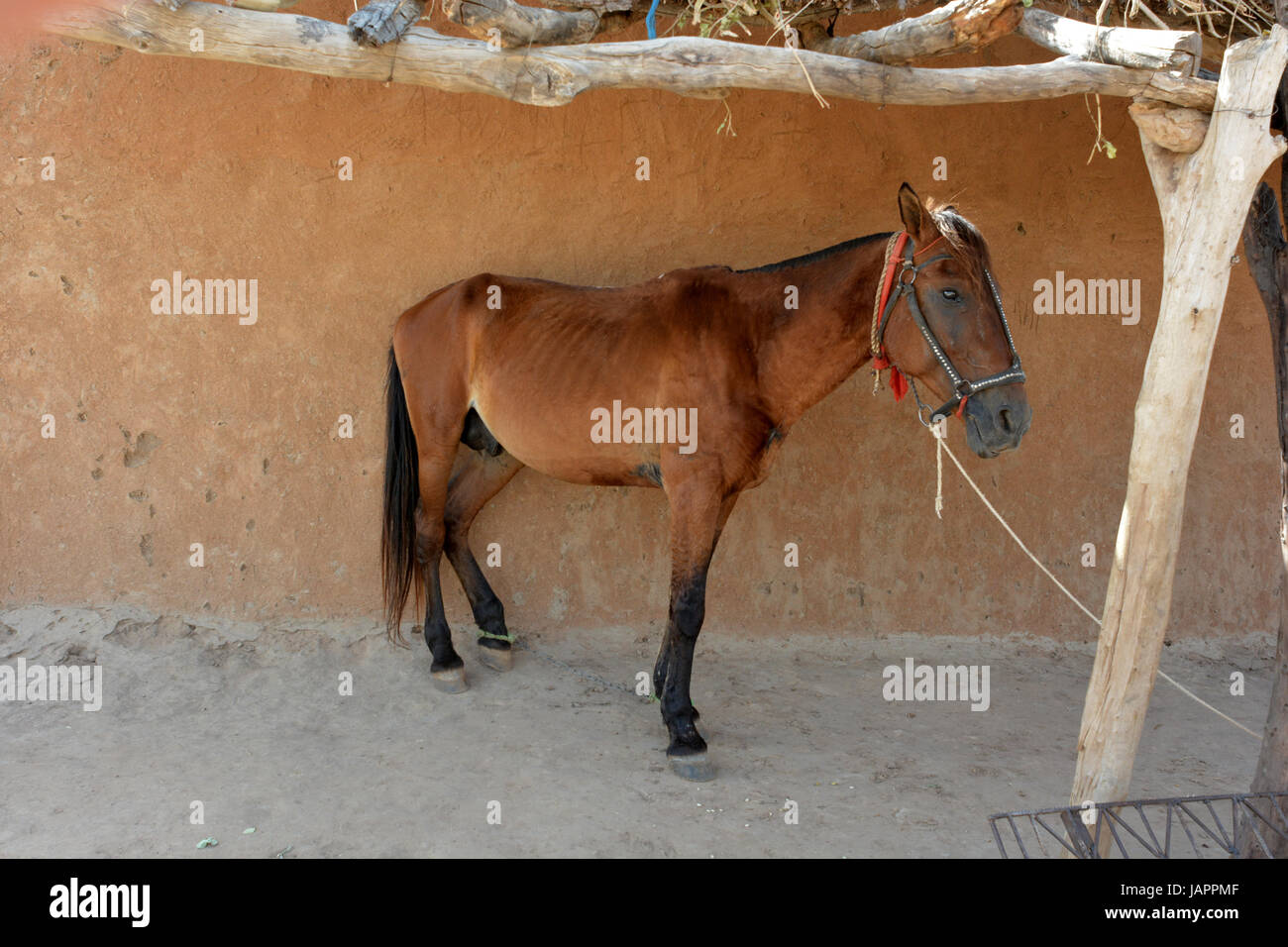 Mule stable hi-res stock photography and images - Alamy