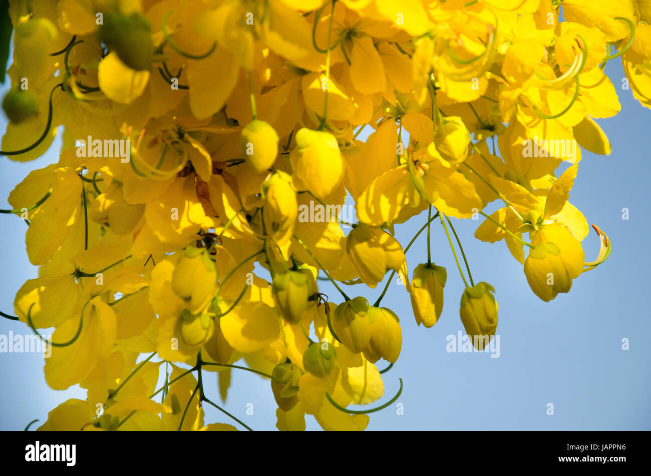 Cassia fistula seed hi-res stock photography and images - Alamy