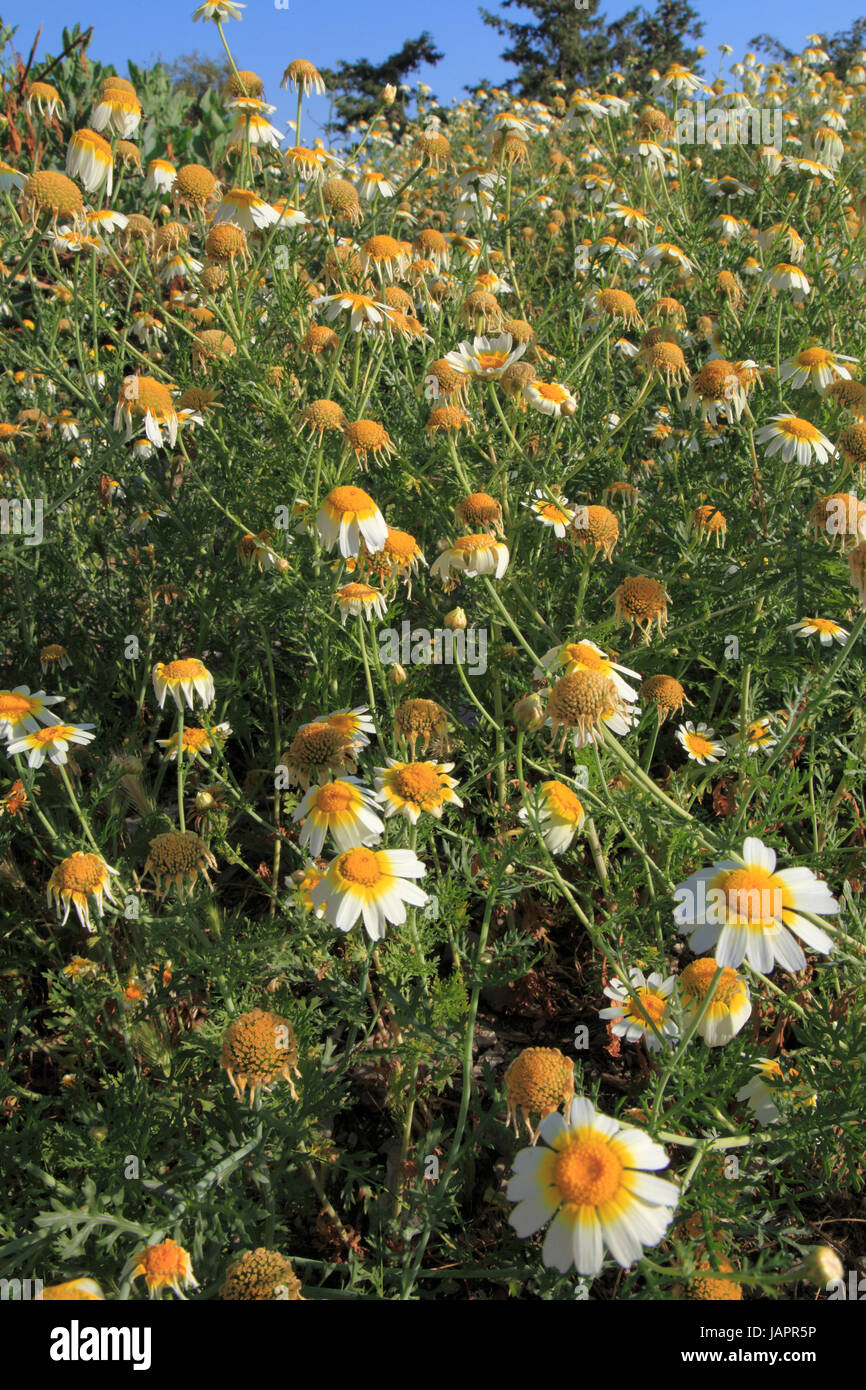 Dodecanese wildflowers hi-res stock photography and images - Alamy