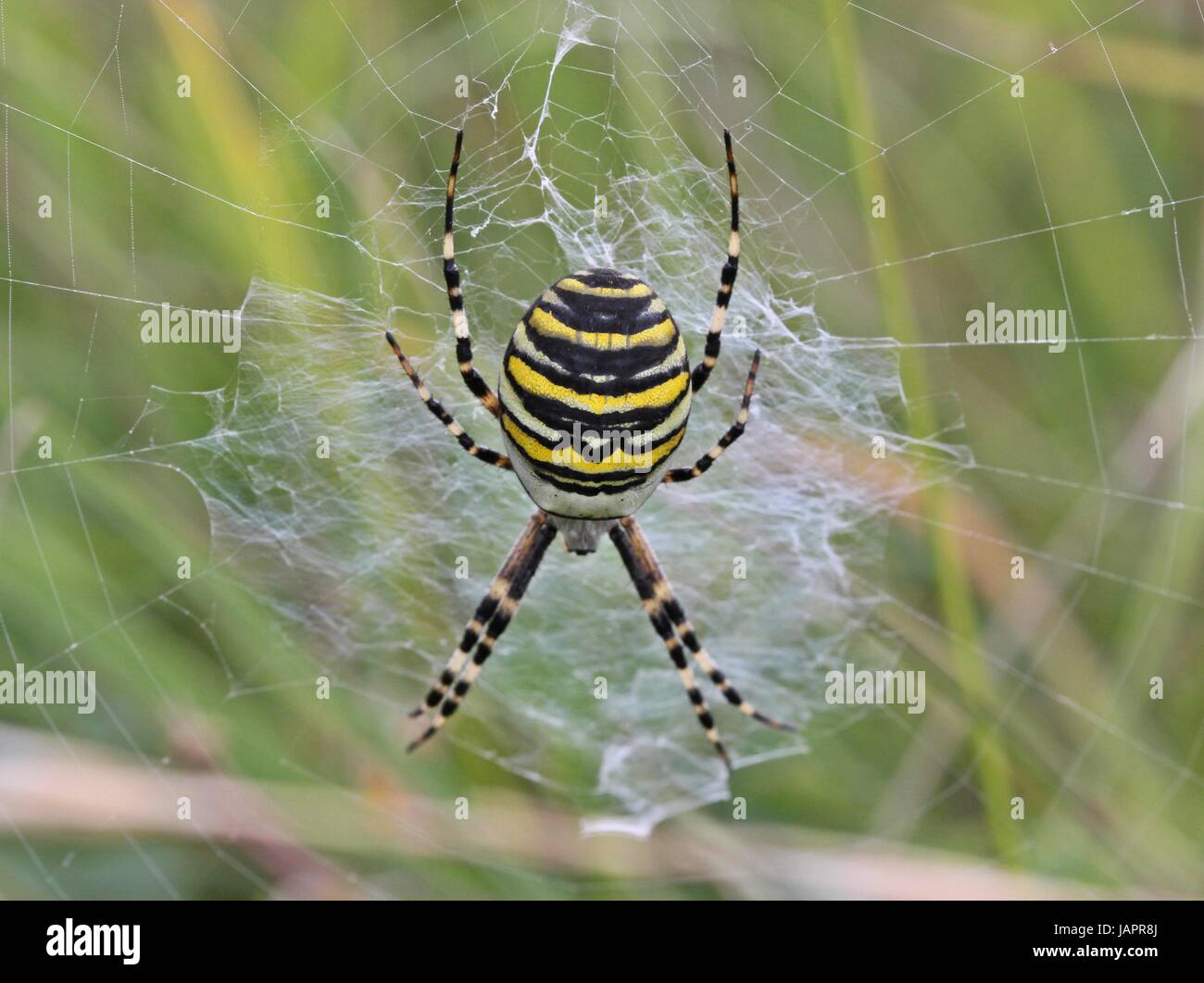 Fat spider hi-res stock photography and images - Alamy