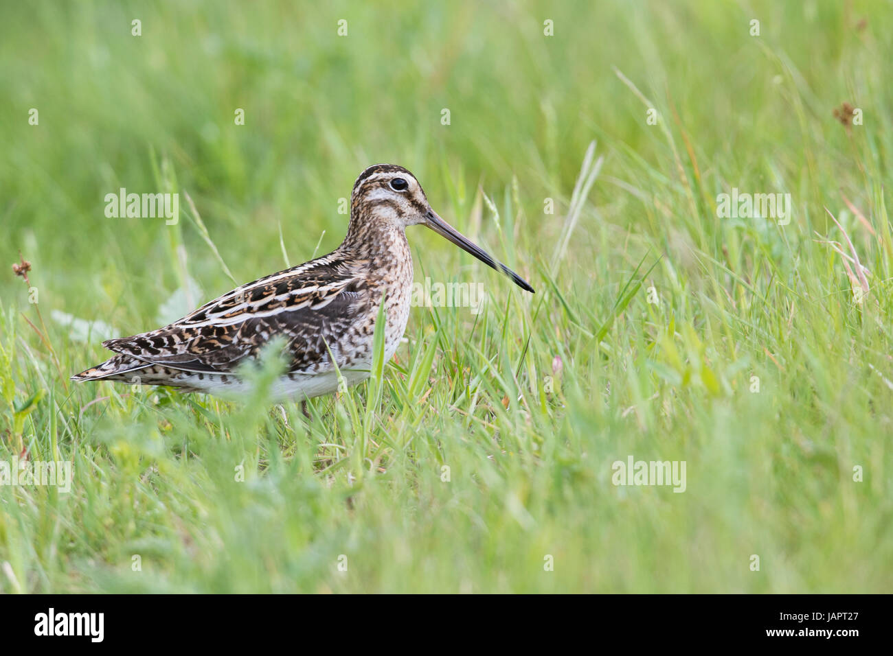 Common snipe (Gallinago gallinago) standing in a meadow, Emsland, Lower ...