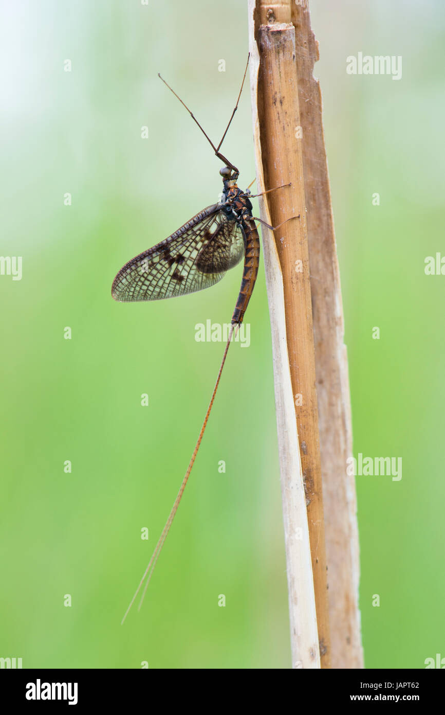 Ephemeroptera spec hi-res stock photography and images - Alamy