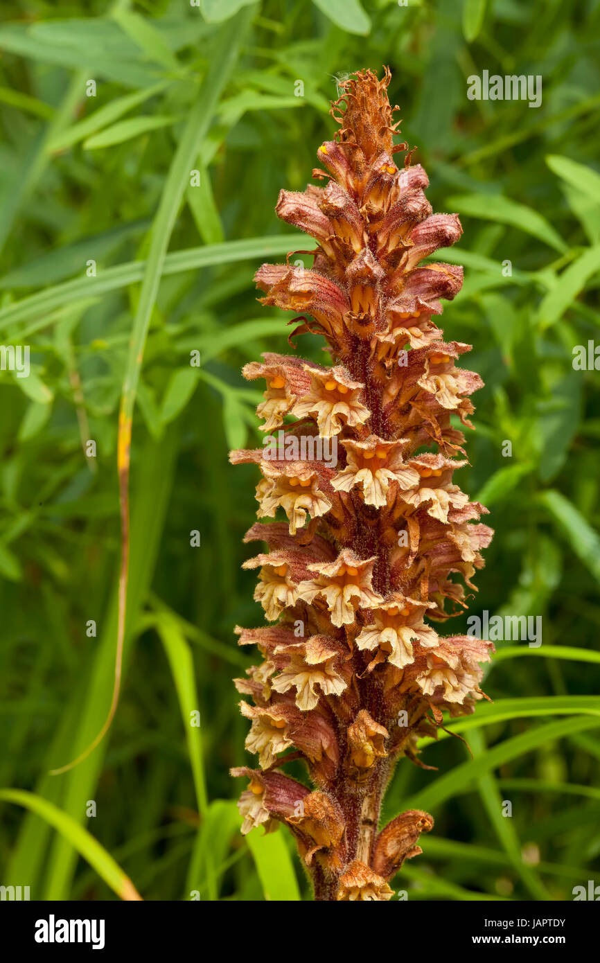 Orobanche sp hi-res stock photography and images - Alamy