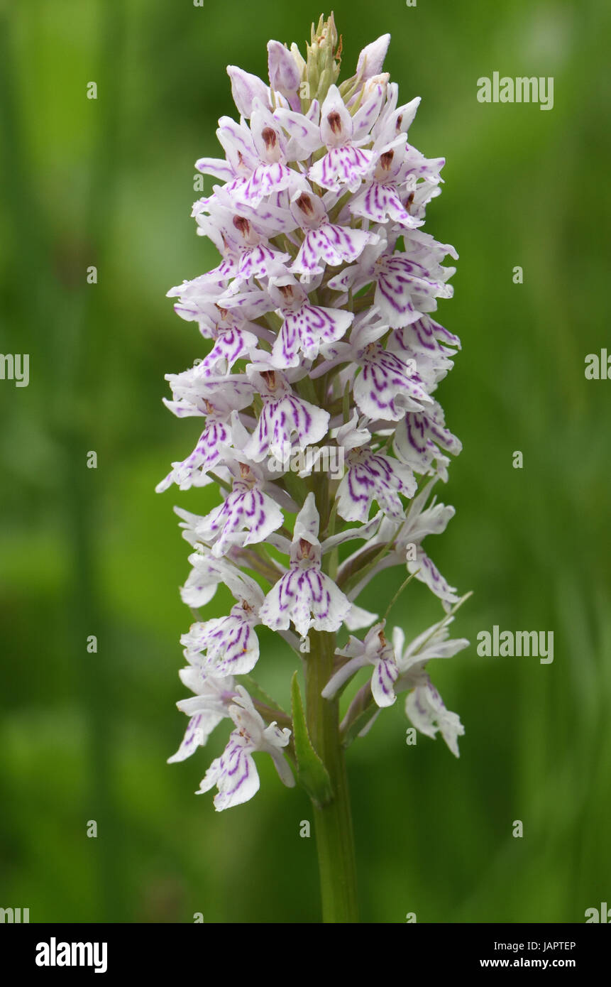 Orchid spike flower hi-res stock photography and images - Alamy