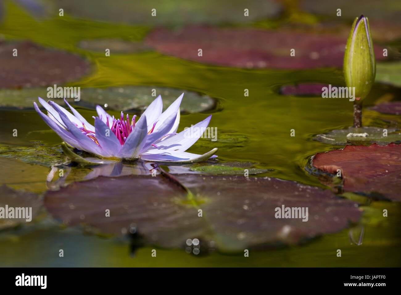 Water lily (Nymphaea), North Rhine-Westphalia, Germany Stock Photo - Alamy