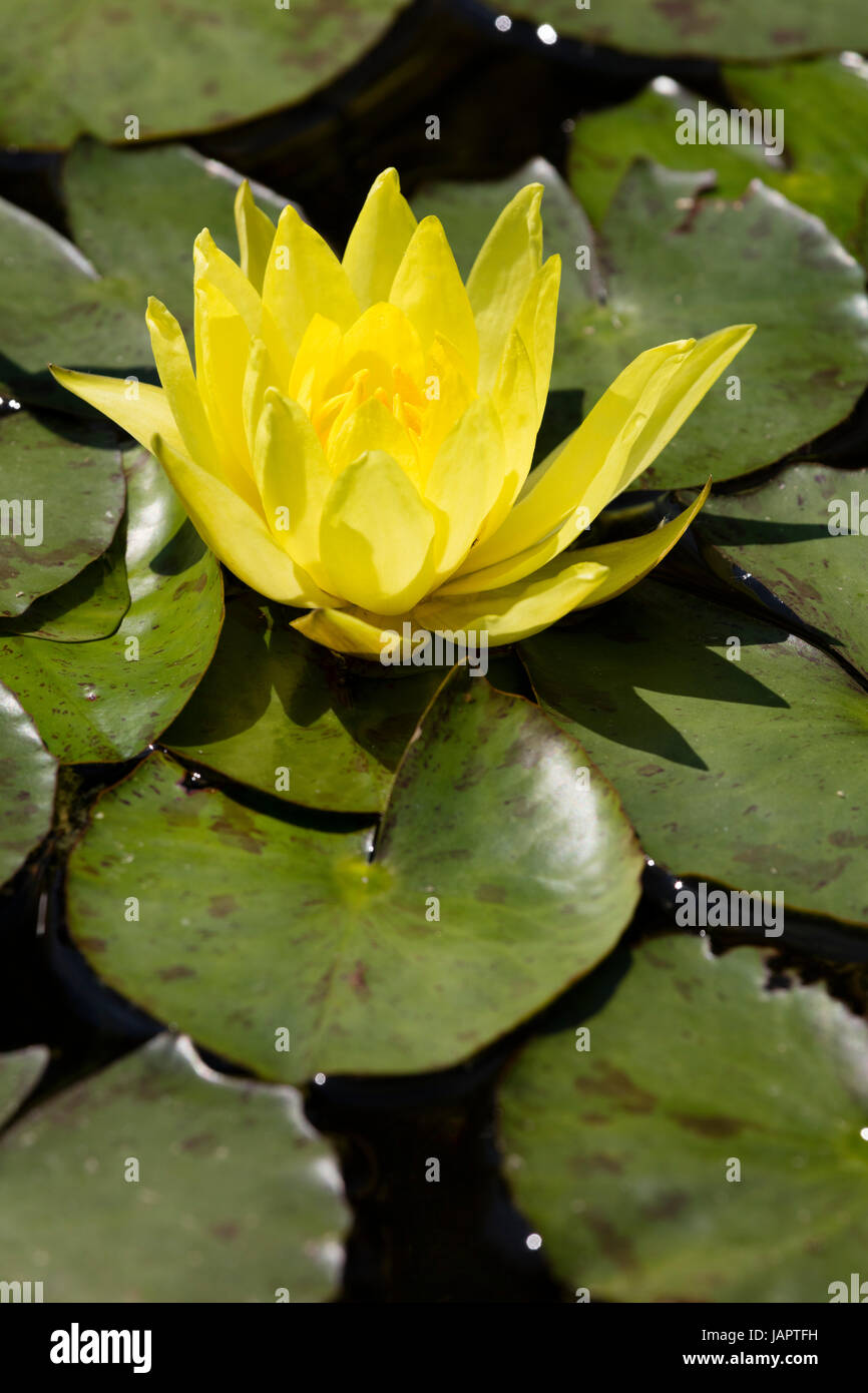 Water lily (Nymphaea), North Rhine-Westphalia, Germany Stock Photo - Alamy