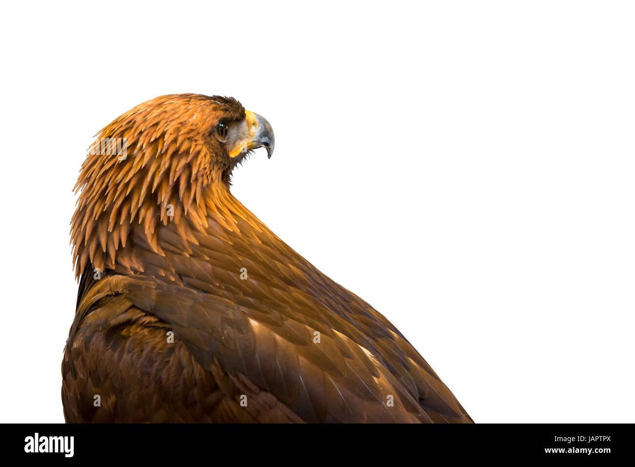 Closeup of beautiful Golden Eagle isolated on white background ...