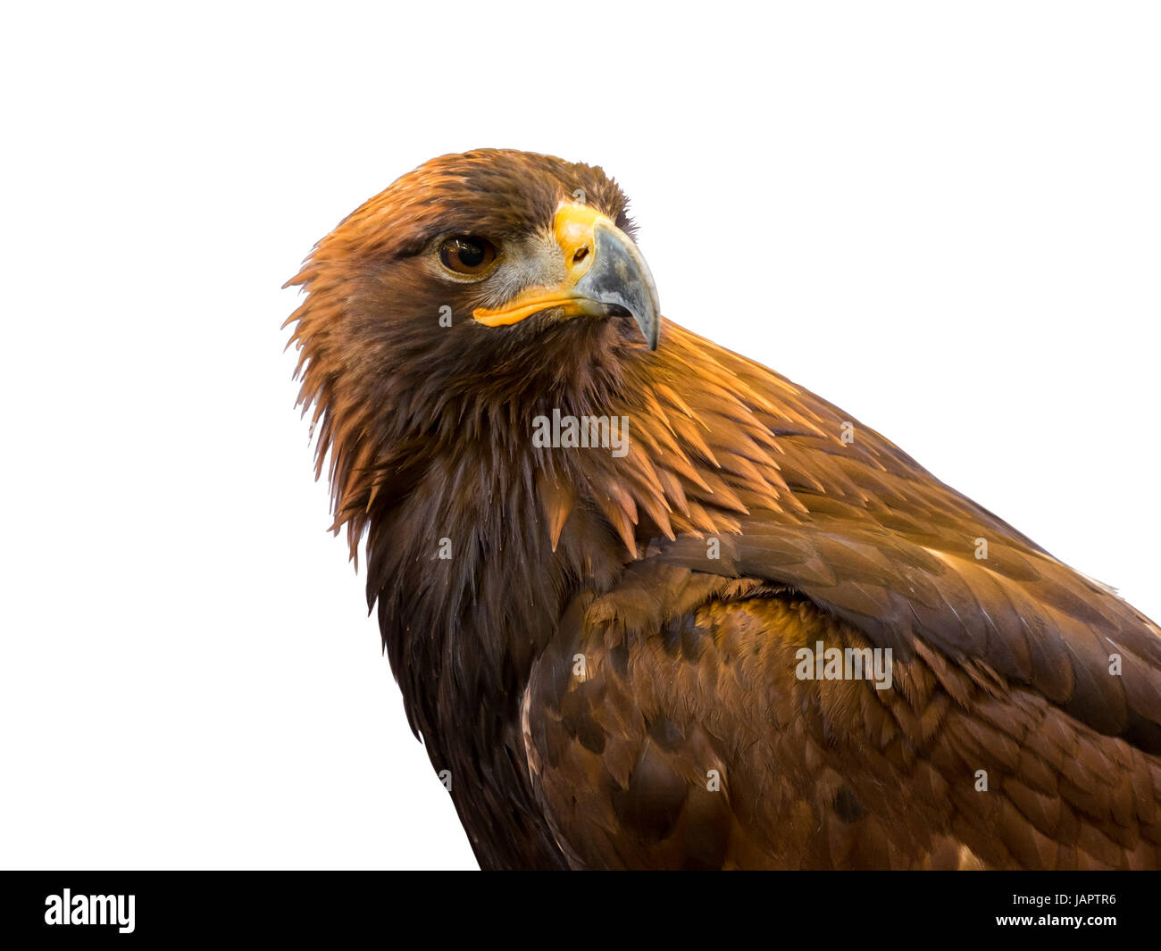 Closeup of beautiful Golden Eagle isolated on white background ...