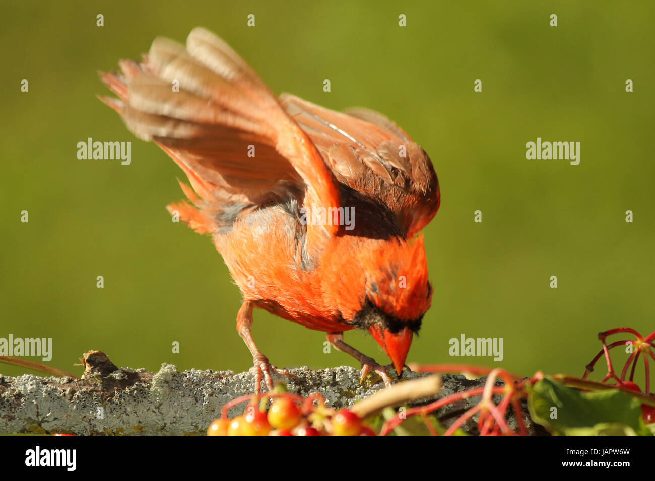 Cardinal bird flying hi-res stock photography and images - Alamy
