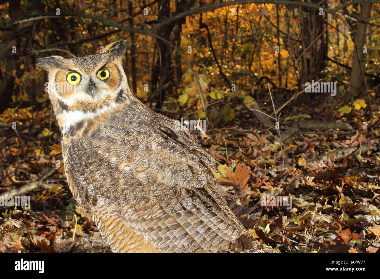 A portrait of a Great Horned Owl looking back in the North Woods Stock ...