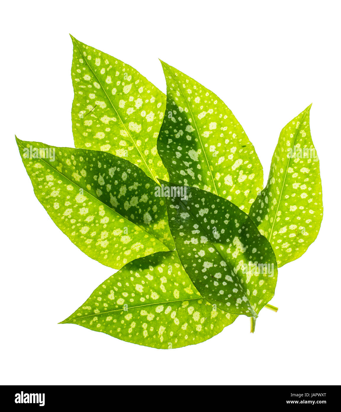 White specks hi-res stock photography and images - Alamy