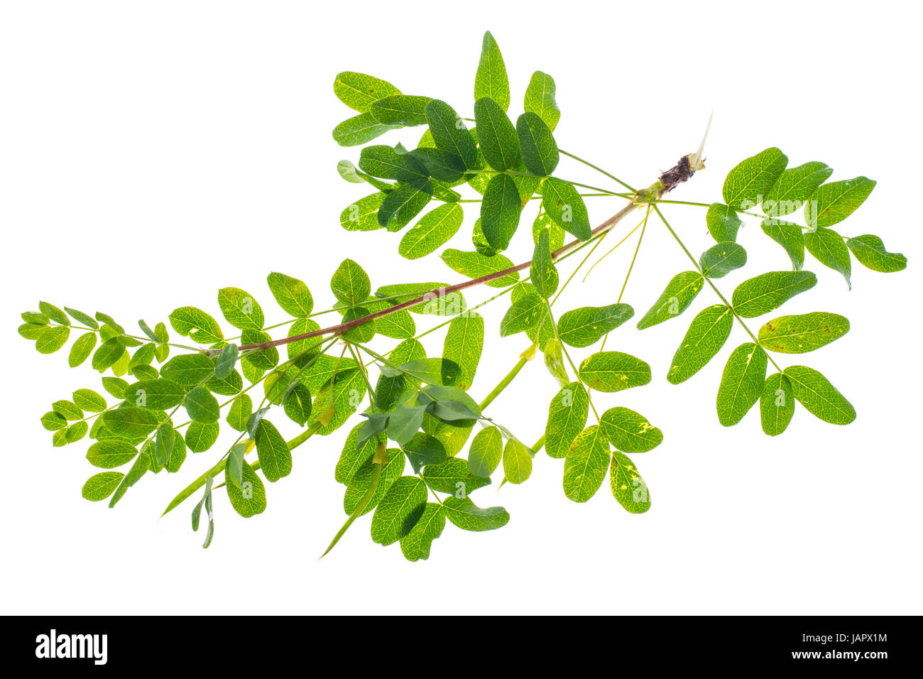 Small twig with green leaves isolated on white background Stock Photo ...