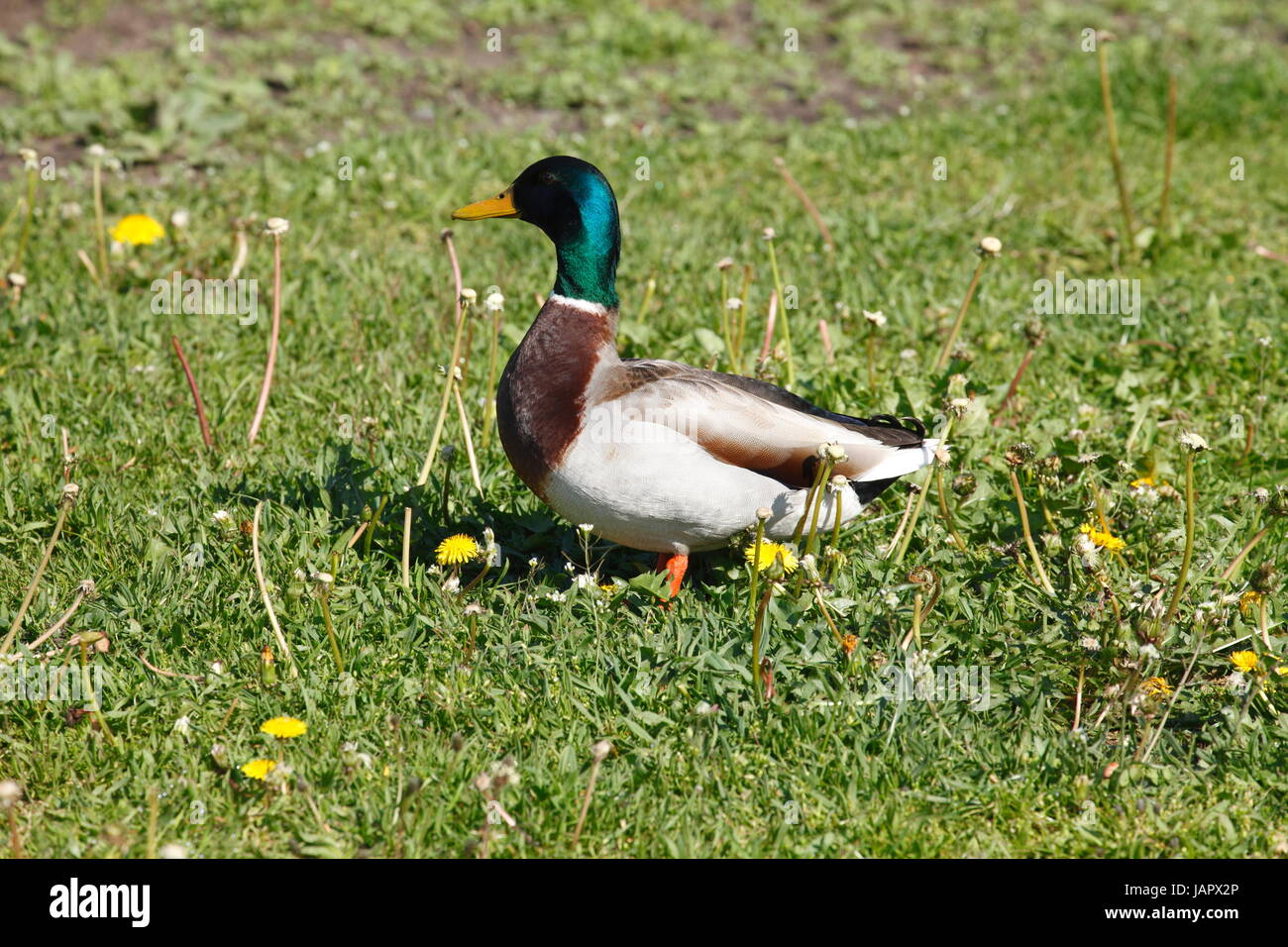 Duck on a Meadow Stock Photo - Alamy