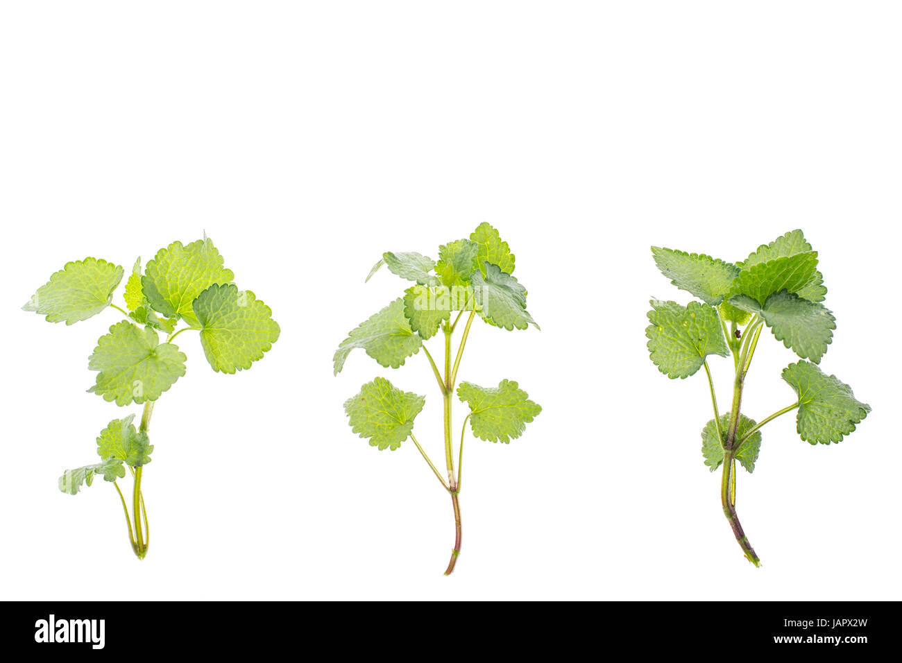 Spring plant tiny leaves Cut Out Stock Images & Pictures - Alamy