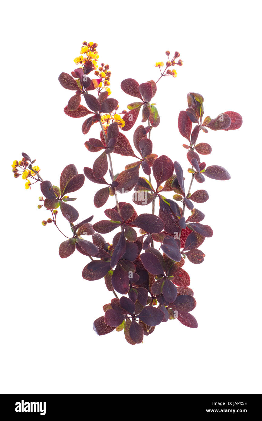 Flowering shrubs Cut Out Stock Images & Pictures - Alamy