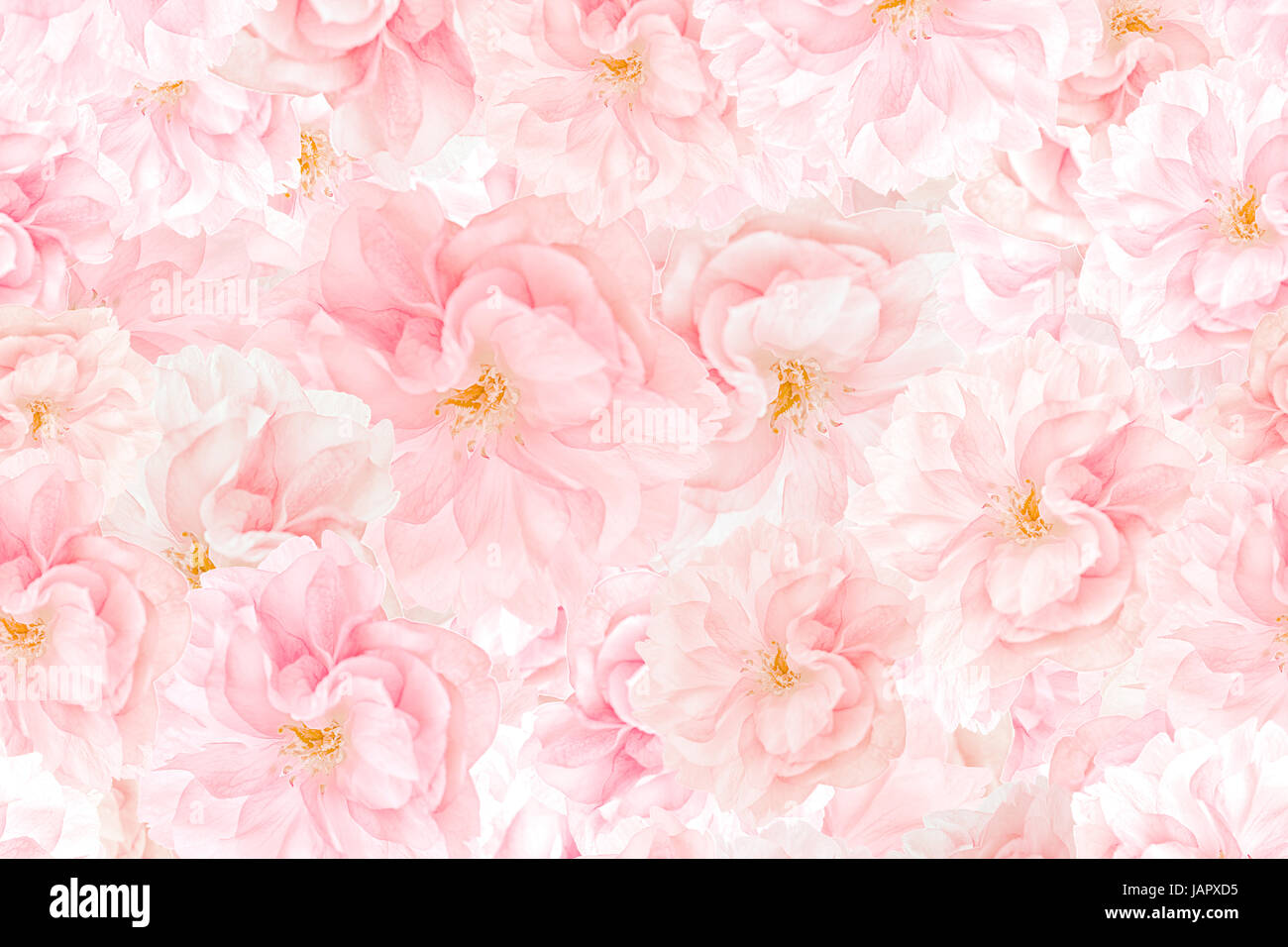 Sakura flower blossoms background. Floral print texture Stock Photo - Alamy