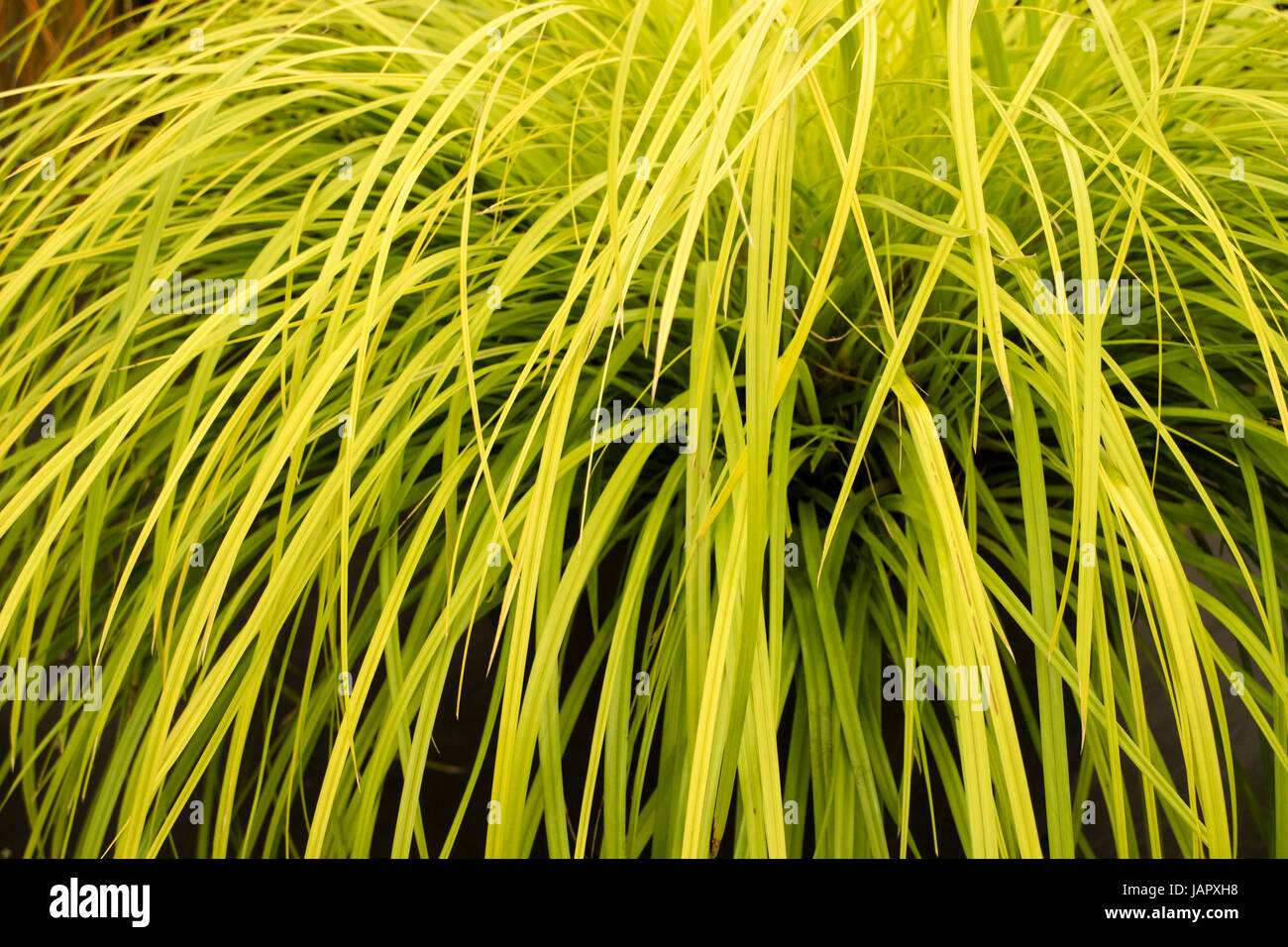 Carex oshimensis everillo hi-res stock photography and images - Alamy