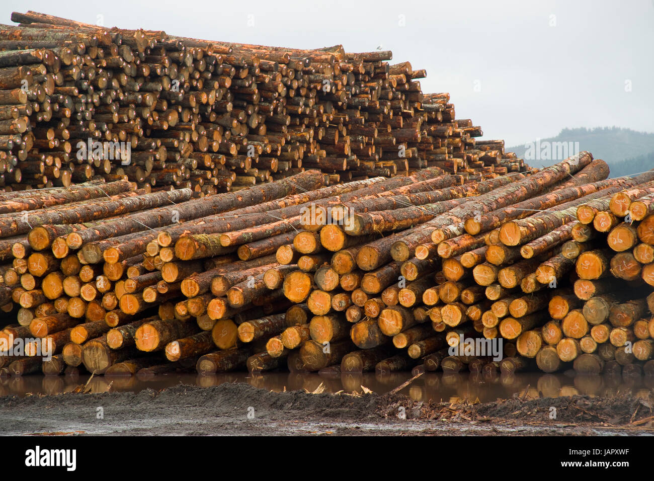 The rain falls on a stack of trees waiting ofr processing Stock Photo ...