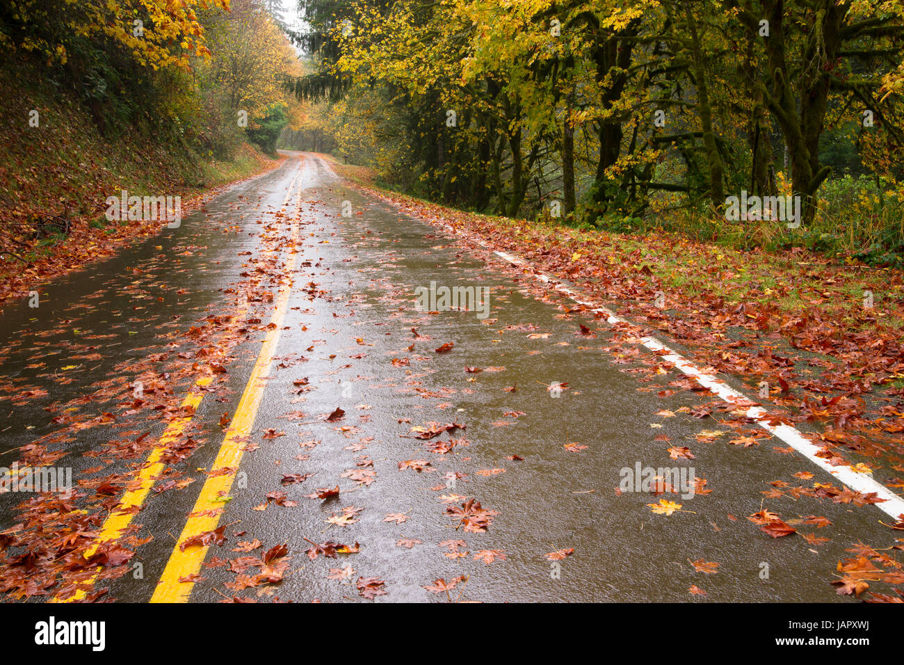The road is slick and wet during fall rain Stock Photo - Alamy