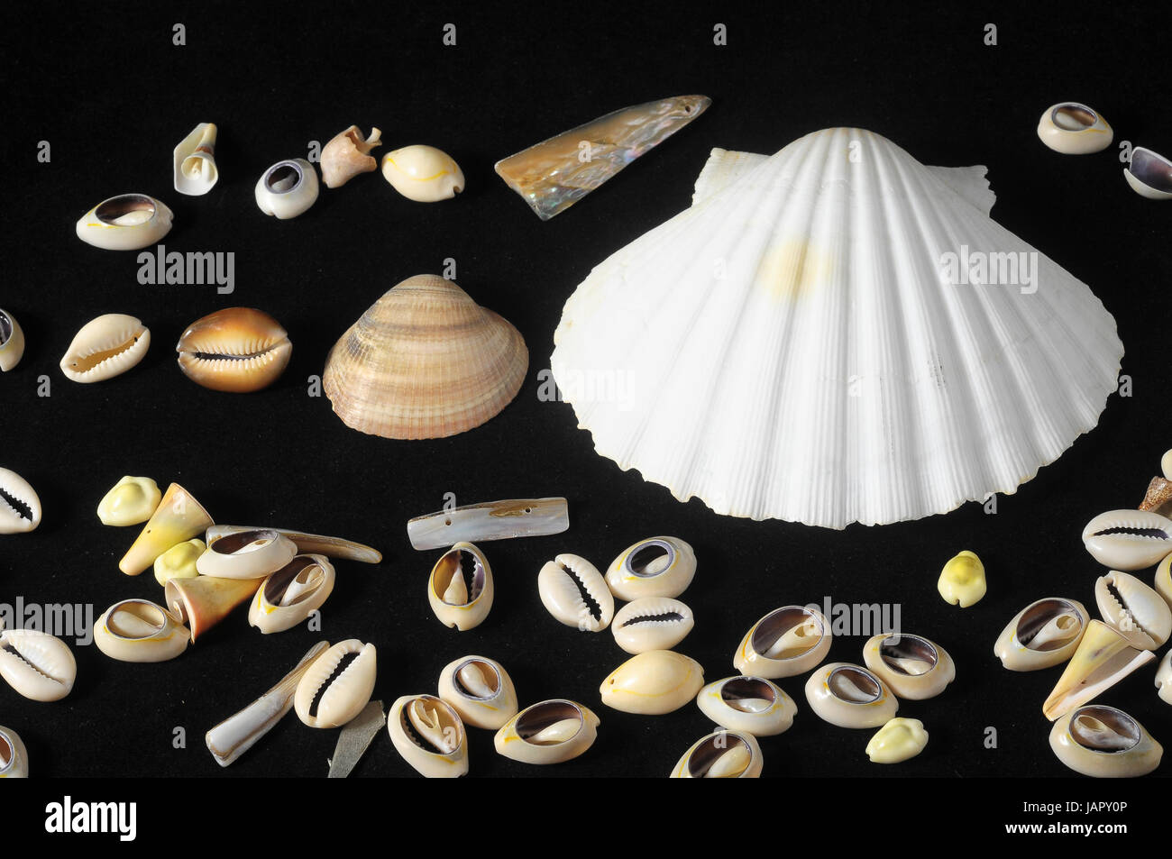 Tusk Shell Stock Photos & Tusk Shell Stock Images - Alamy