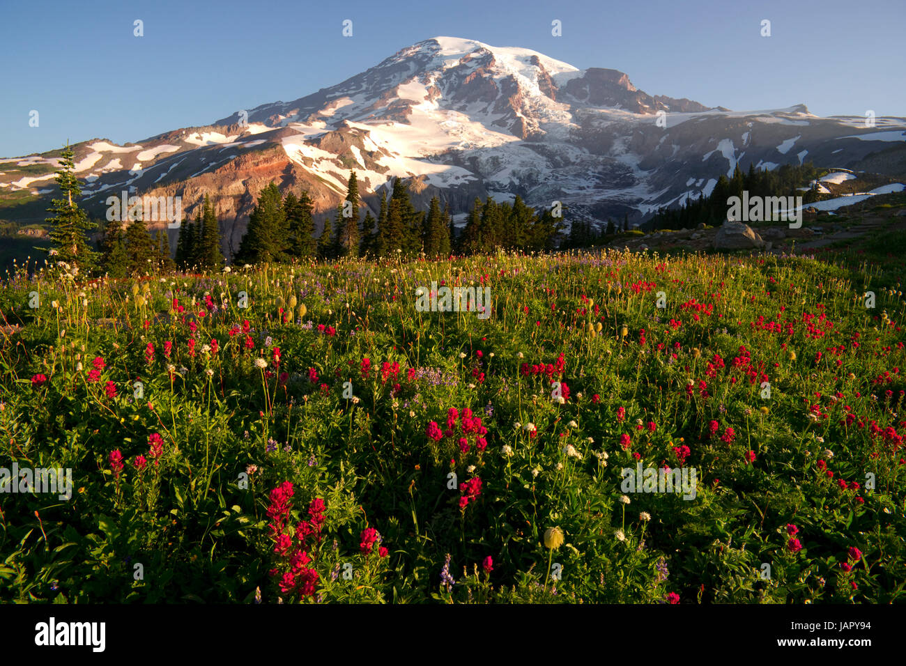 Wildflowers and Washington States Highest Peak Stock Photo - Alamy