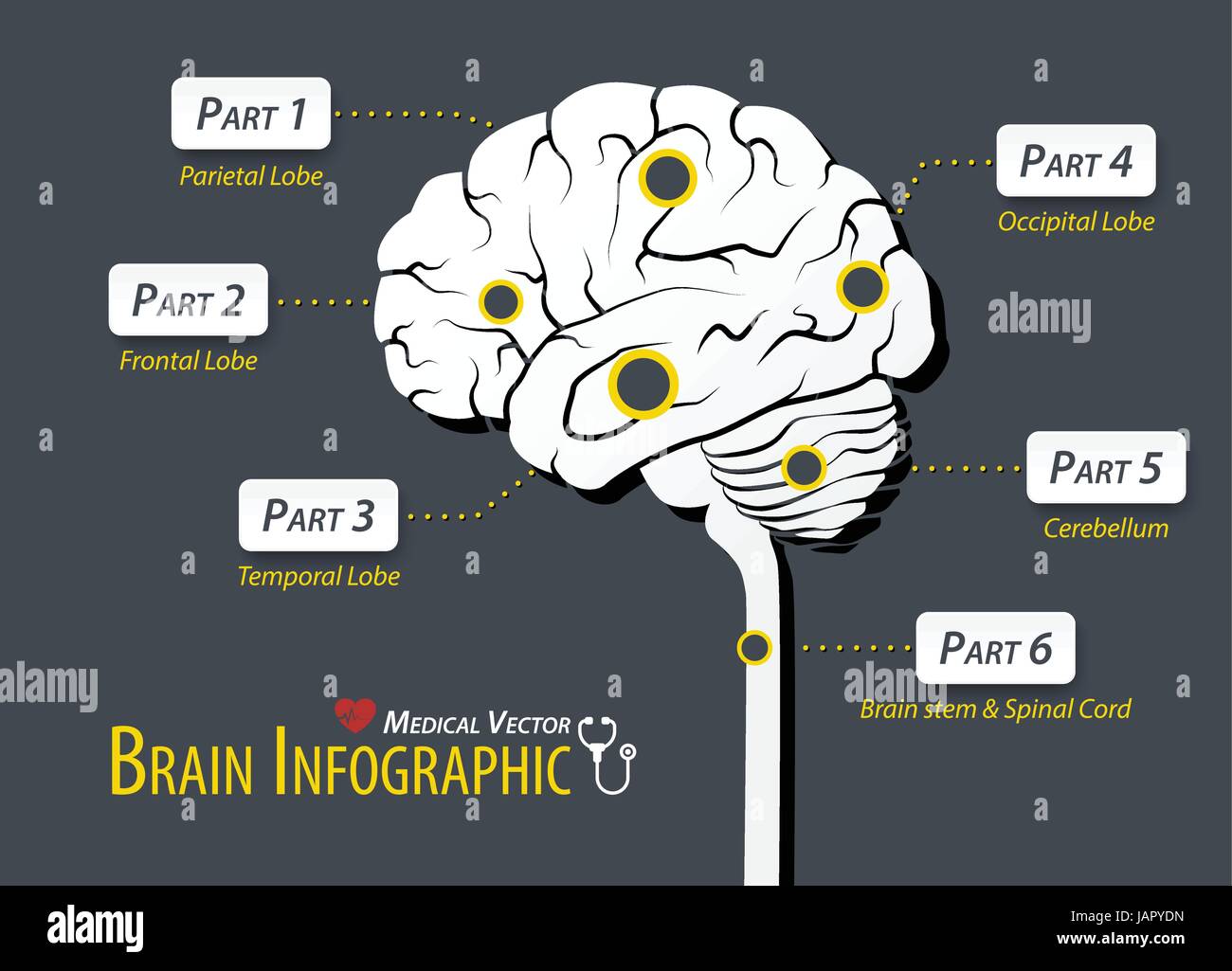 Brain infographic . Flat design Stock Vector Image & Art - Alamy