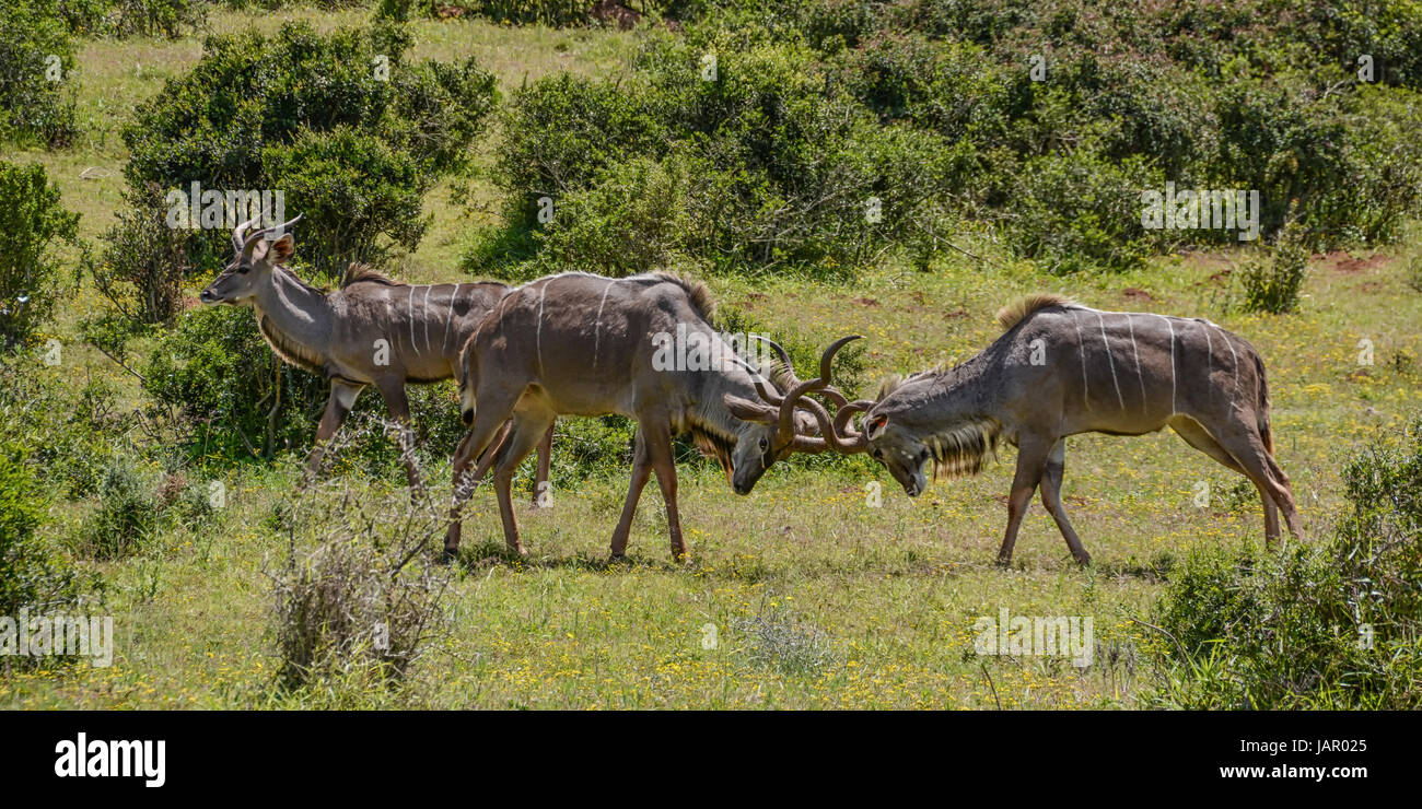 A pair of Kudu bulls fighting in Southern African savanna Stock Photo ...