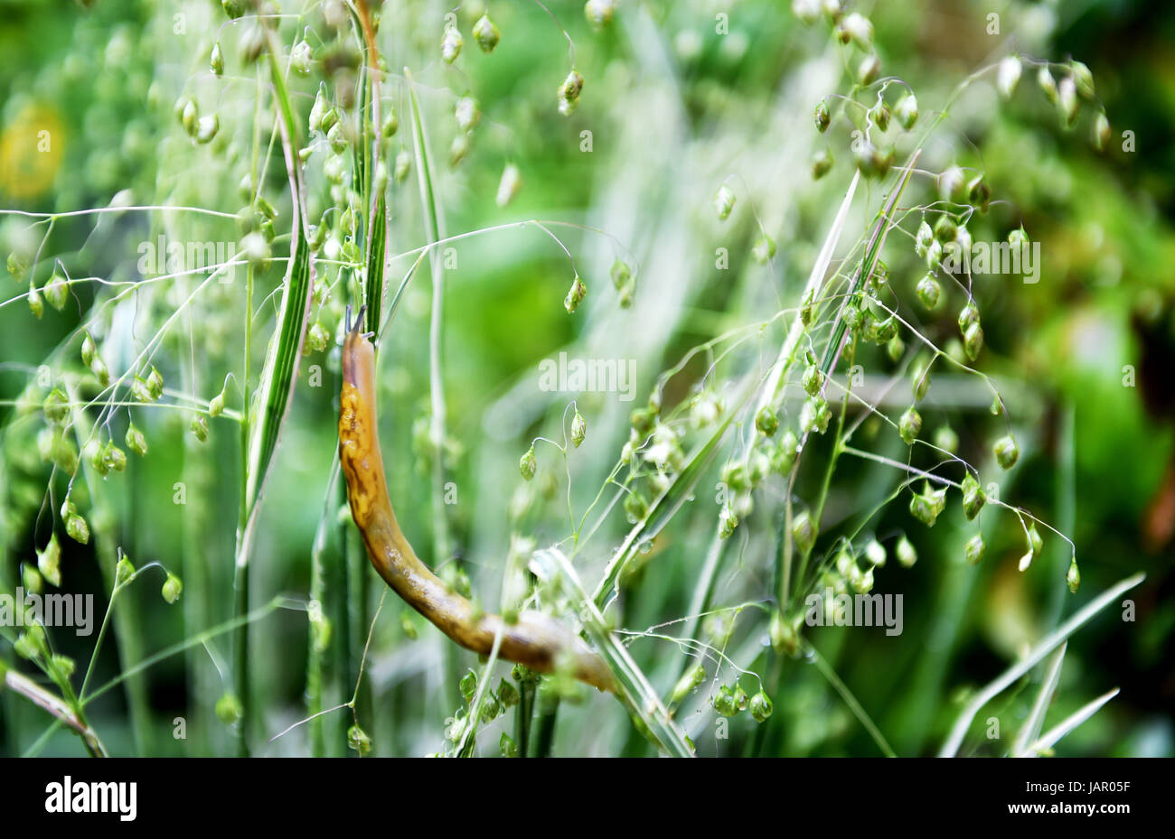 Yellow Slug - Limacus flavus in British back garden Photograph taken by ...