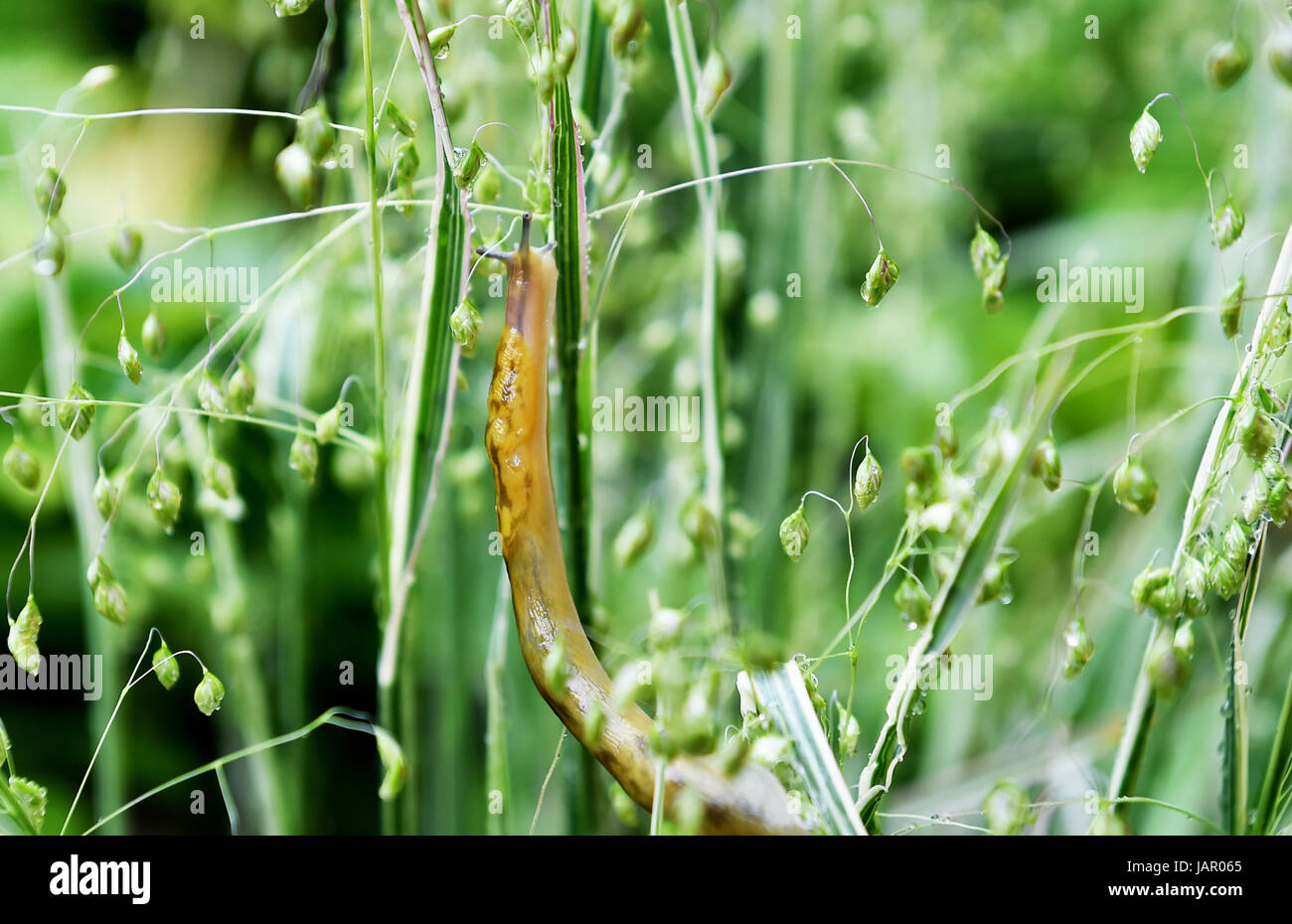 Yellow Slug - Limacus flavus in British back garden Photograph taken by ...
