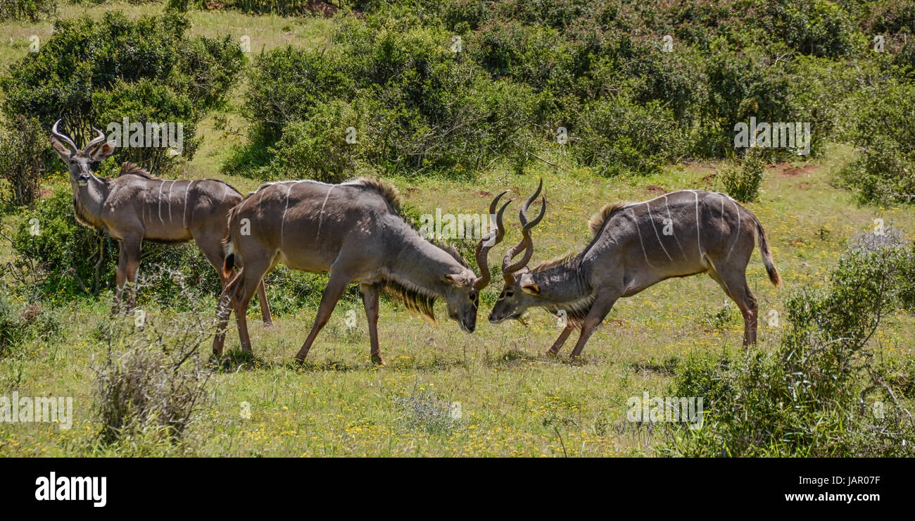 A pair of Kudu bulls fighting in Southern African savanna Stock Photo ...