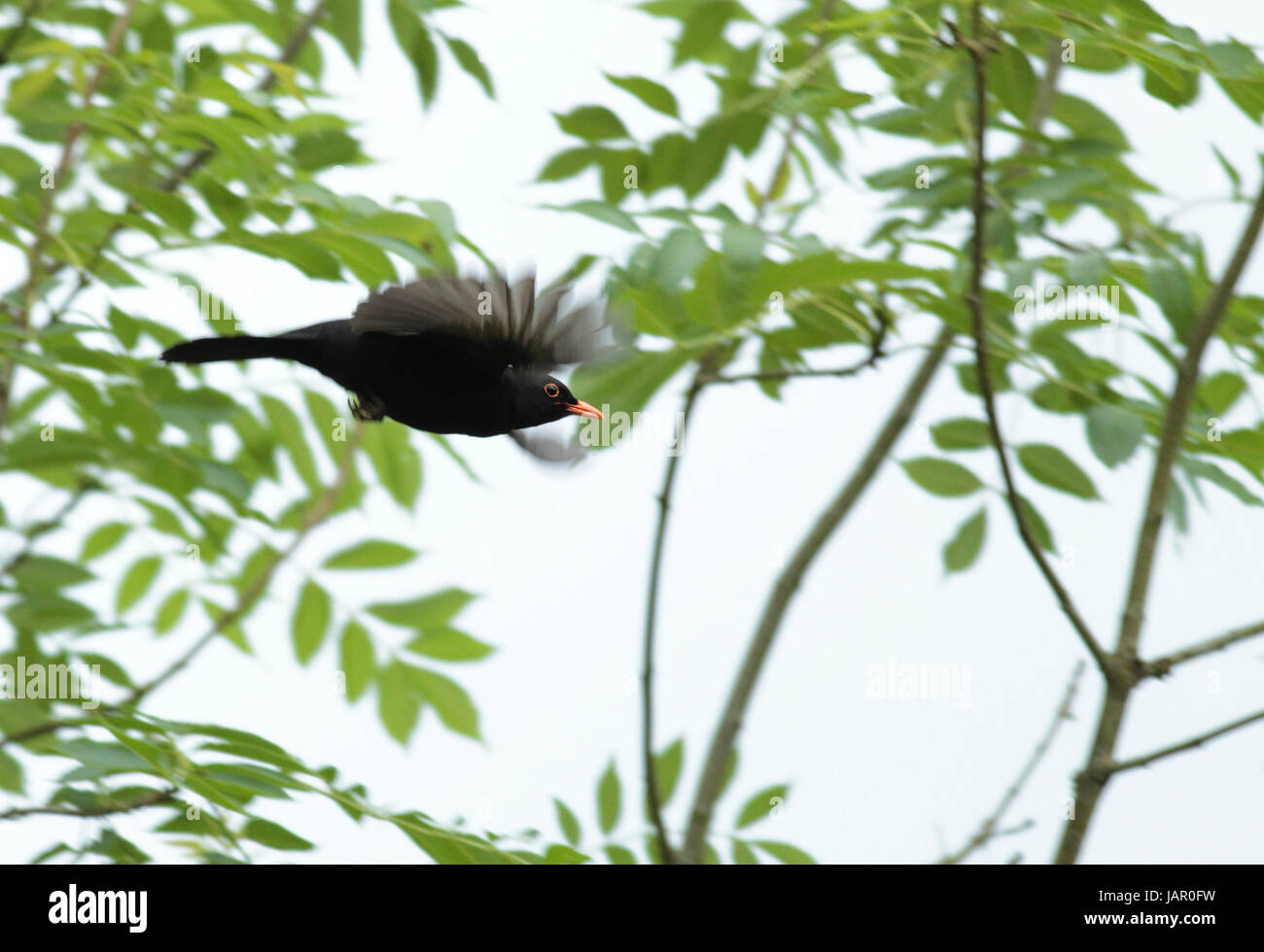 Uk blackbird flying hi-res stock photography and images - Alamy