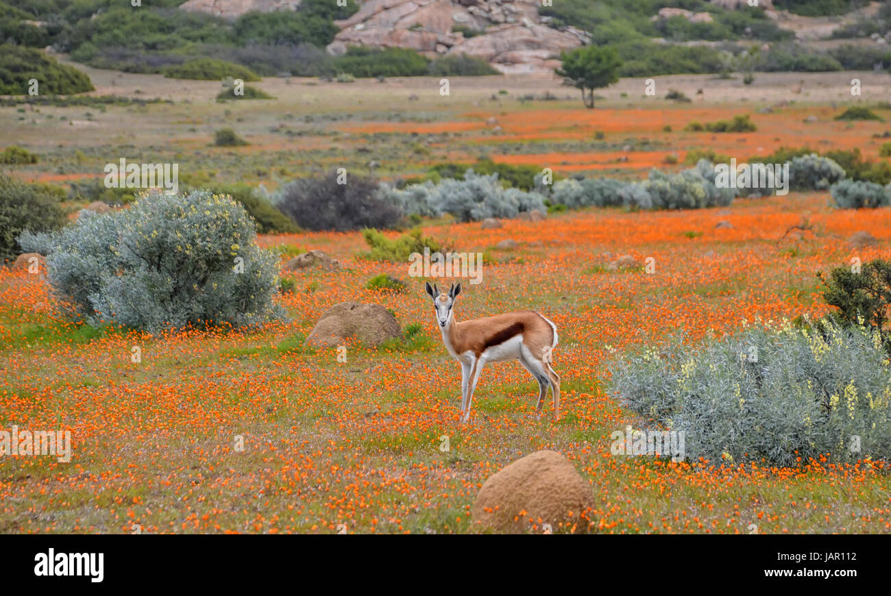 Springbok antelope in Spring flowers in Southern African savanna Stock ...