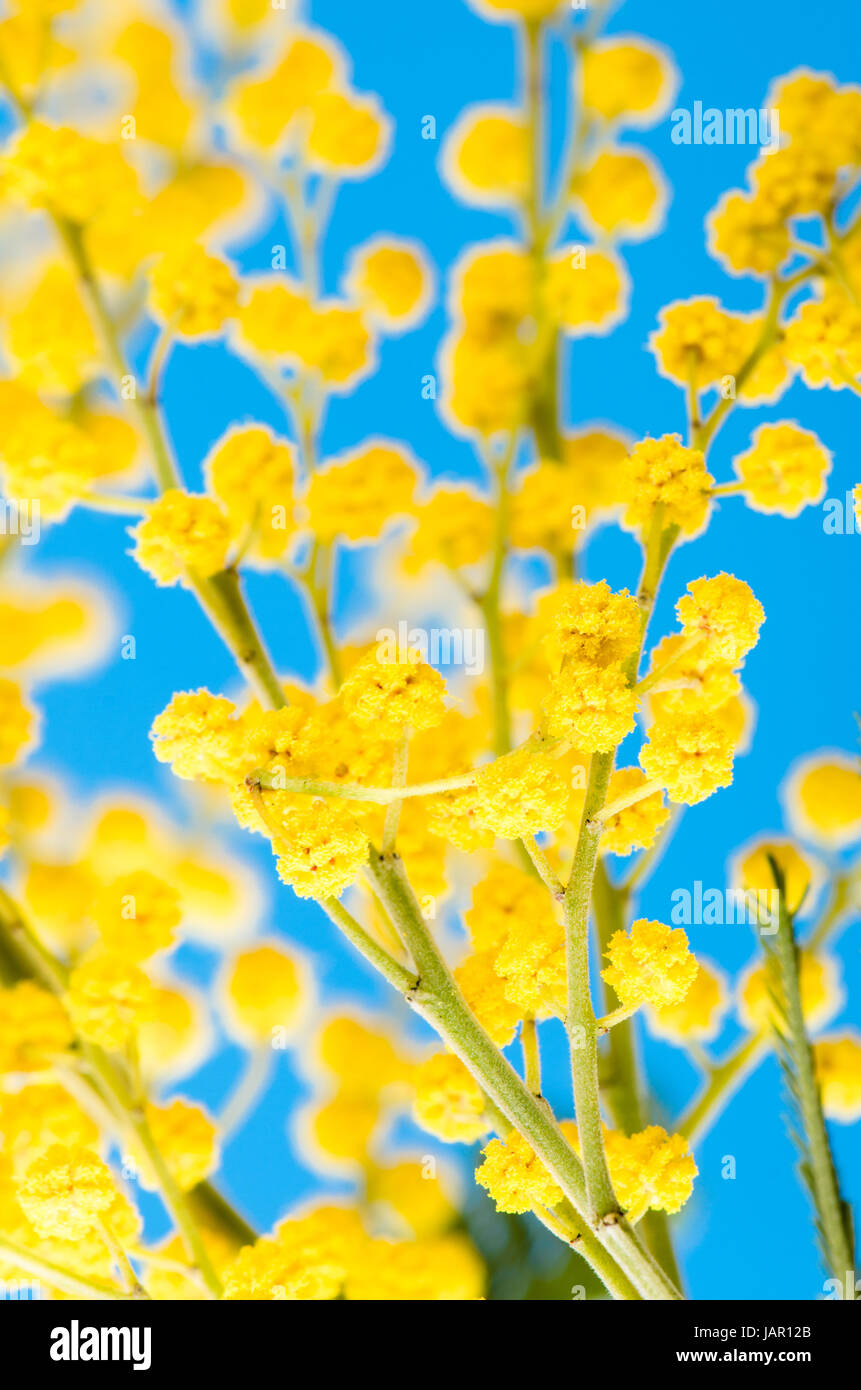 blossoming mimosa, a close up Stock Photo - Alamy
