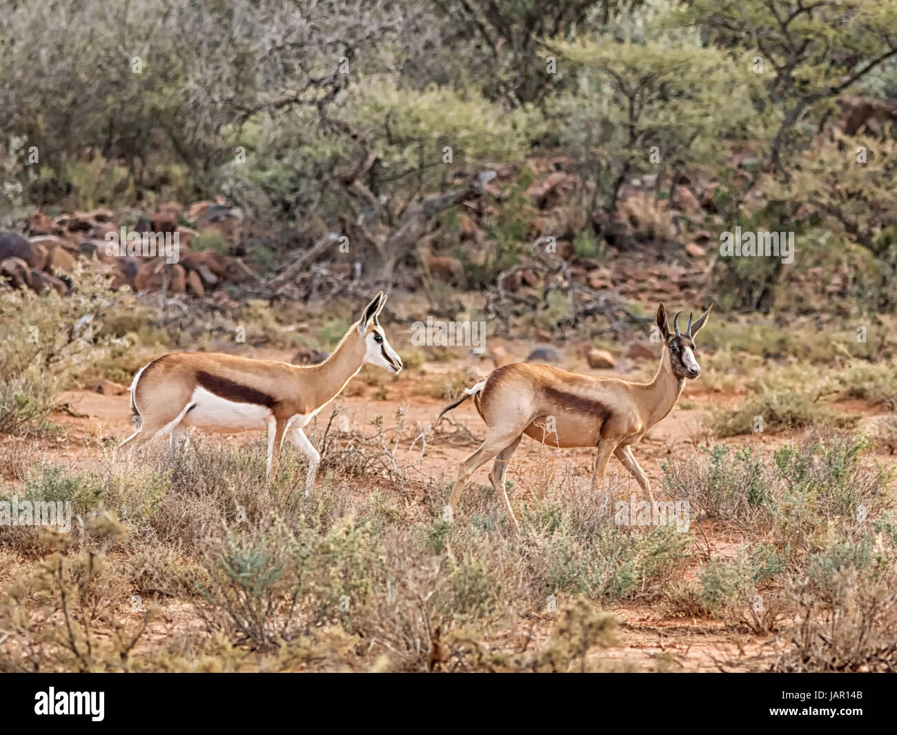 A Bronze Springbok antelope in Southern African savanna Stock Photo - Alamy