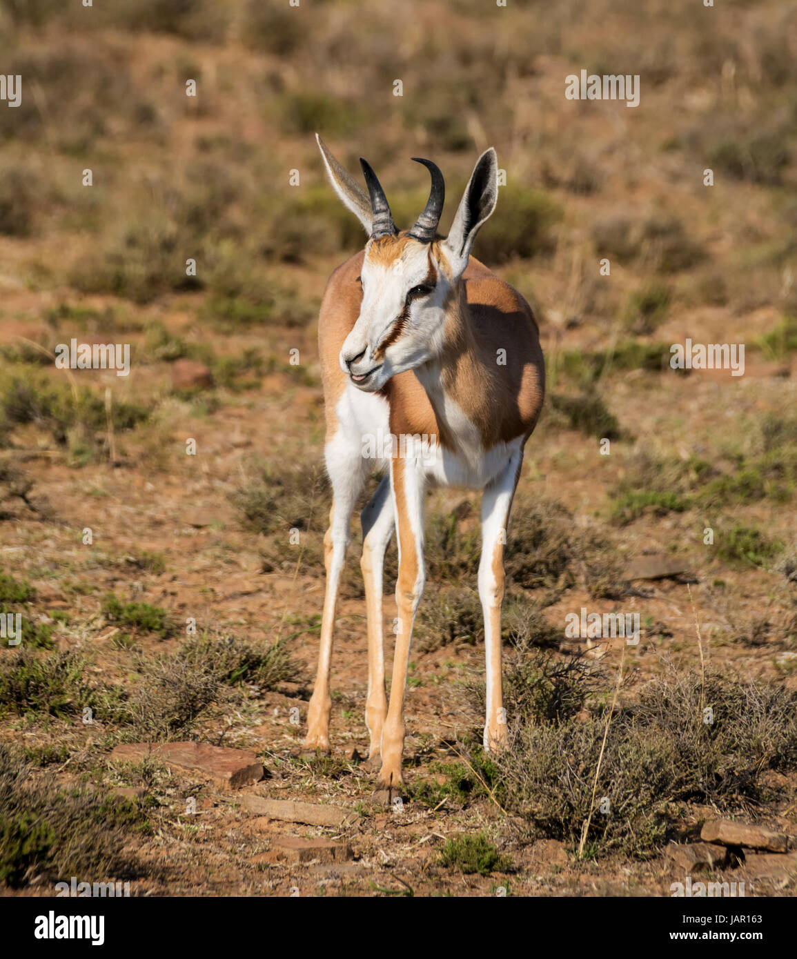 Springbok antelope in Southern African savanna Stock Photo - Alamy