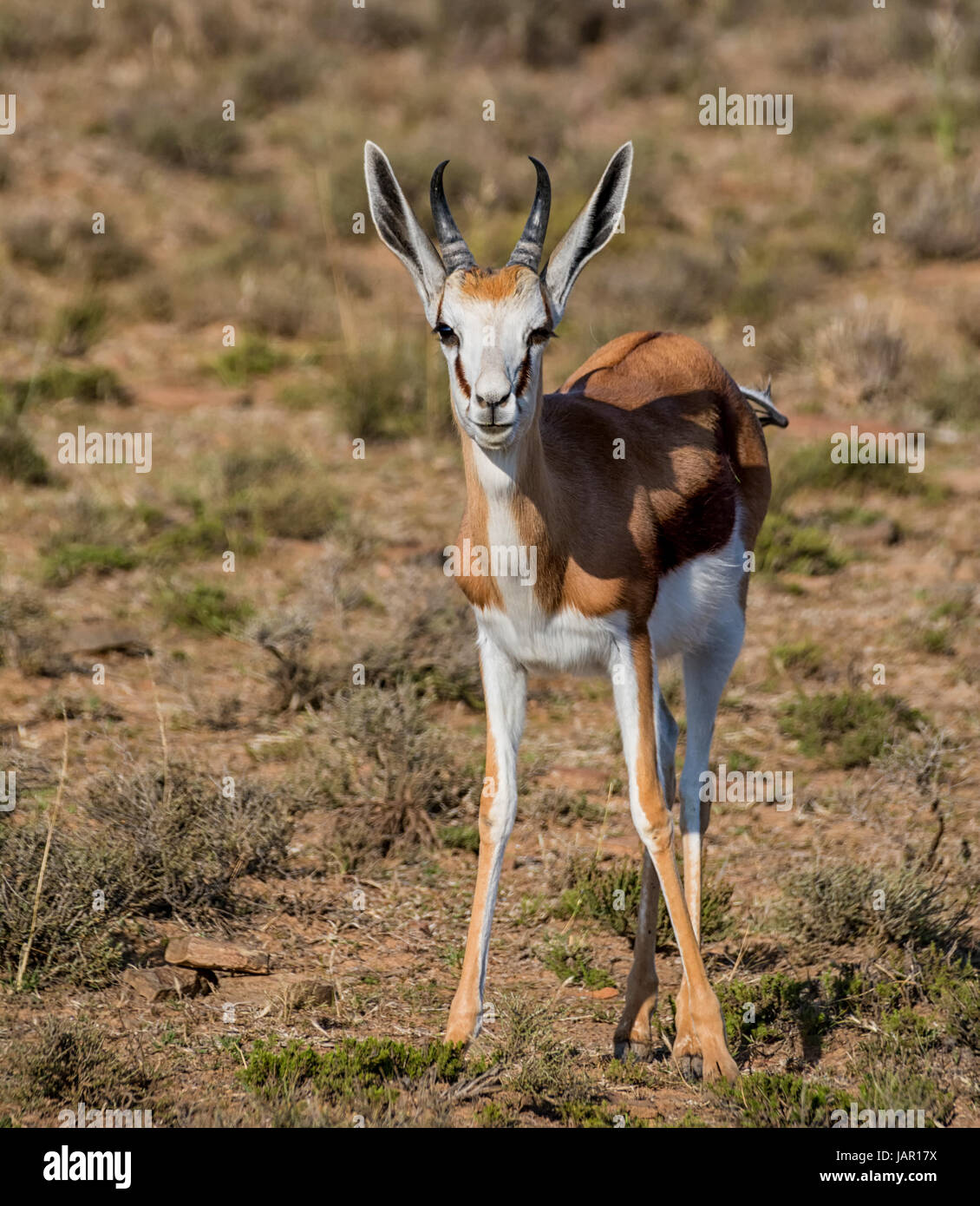 Springbok antelope in Southern African savanna Stock Photo - Alamy