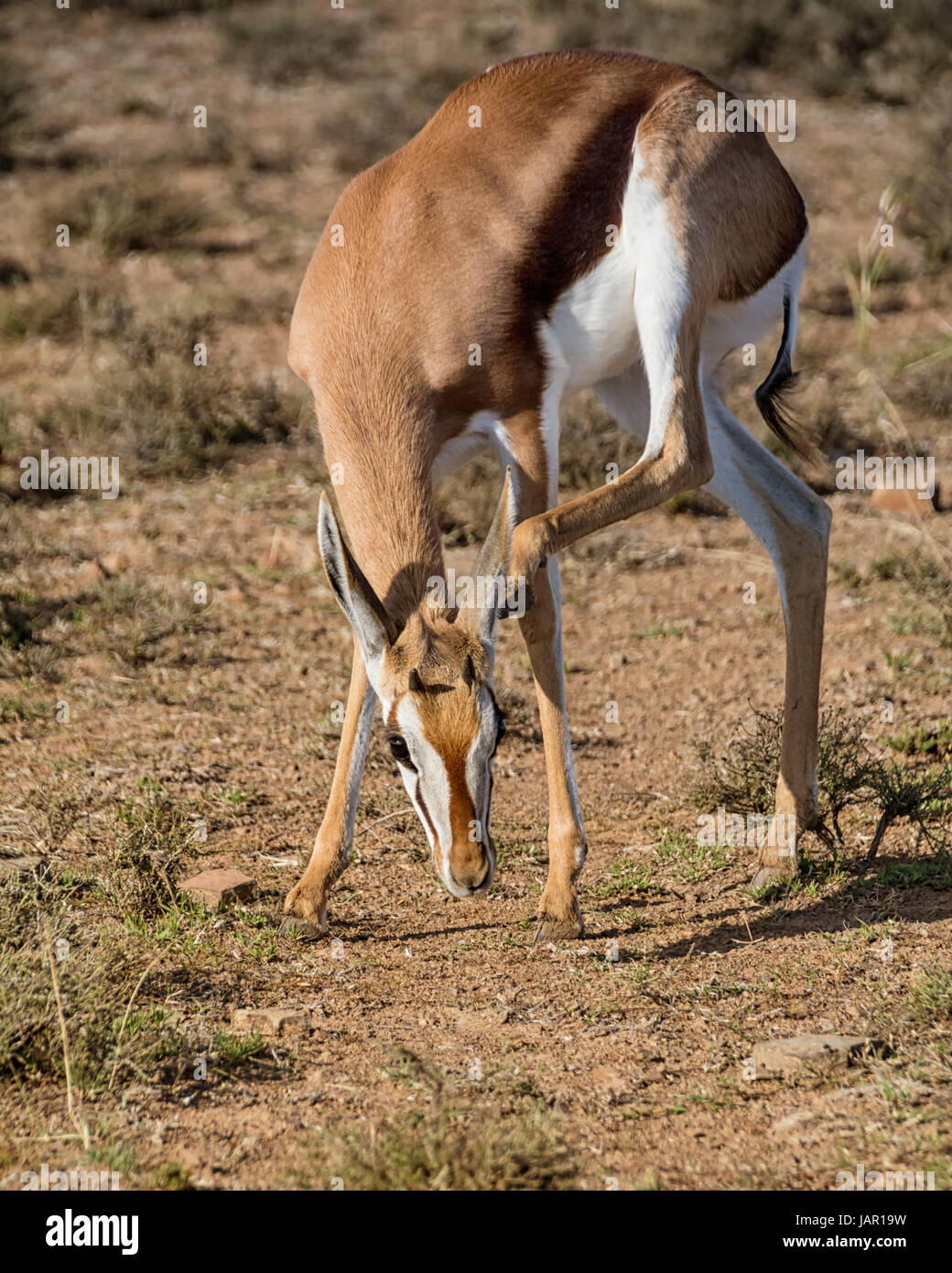 Juvenile Springbok antelope in Southern African savanna Stock Photo - Alamy