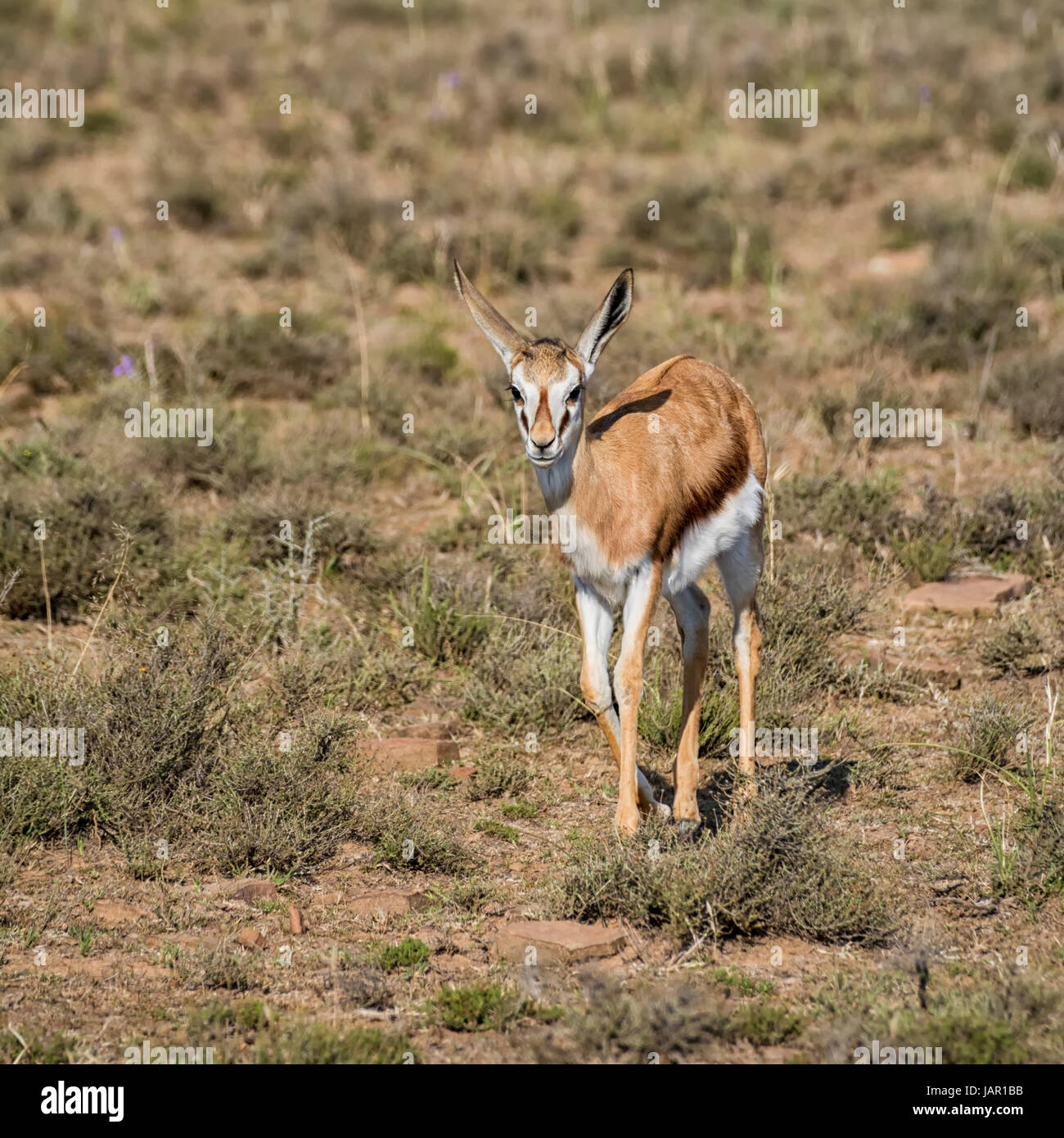 Juvenile Springbok antelope in Southern African savanna Stock Photo - Alamy