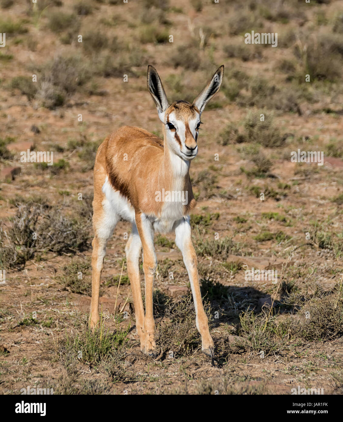 Juvenile Springbok antelope in Southern African savanna Stock Photo - Alamy