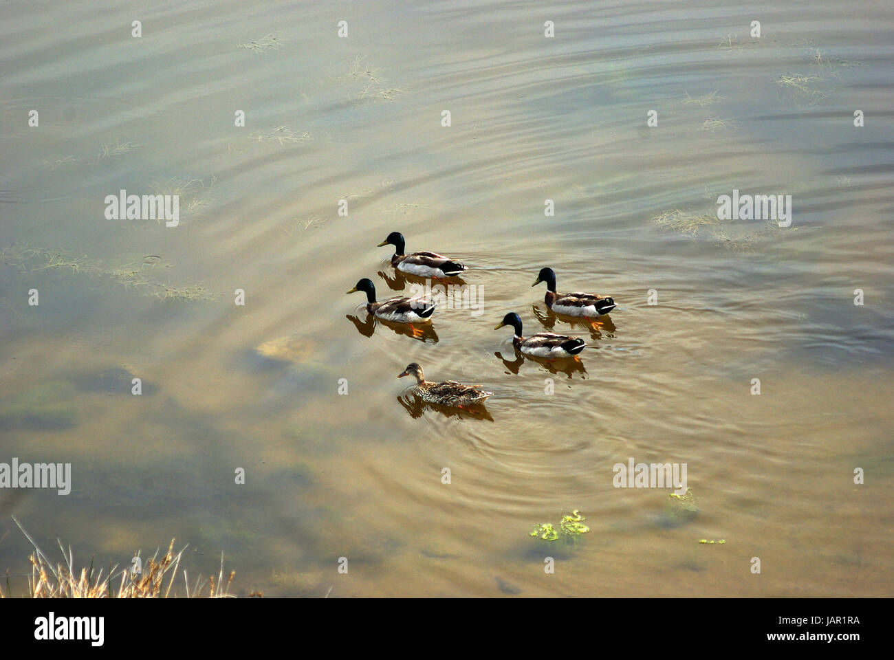 Wild duck family in the Adige river, Verona, Italy Stock Photo - Alamy