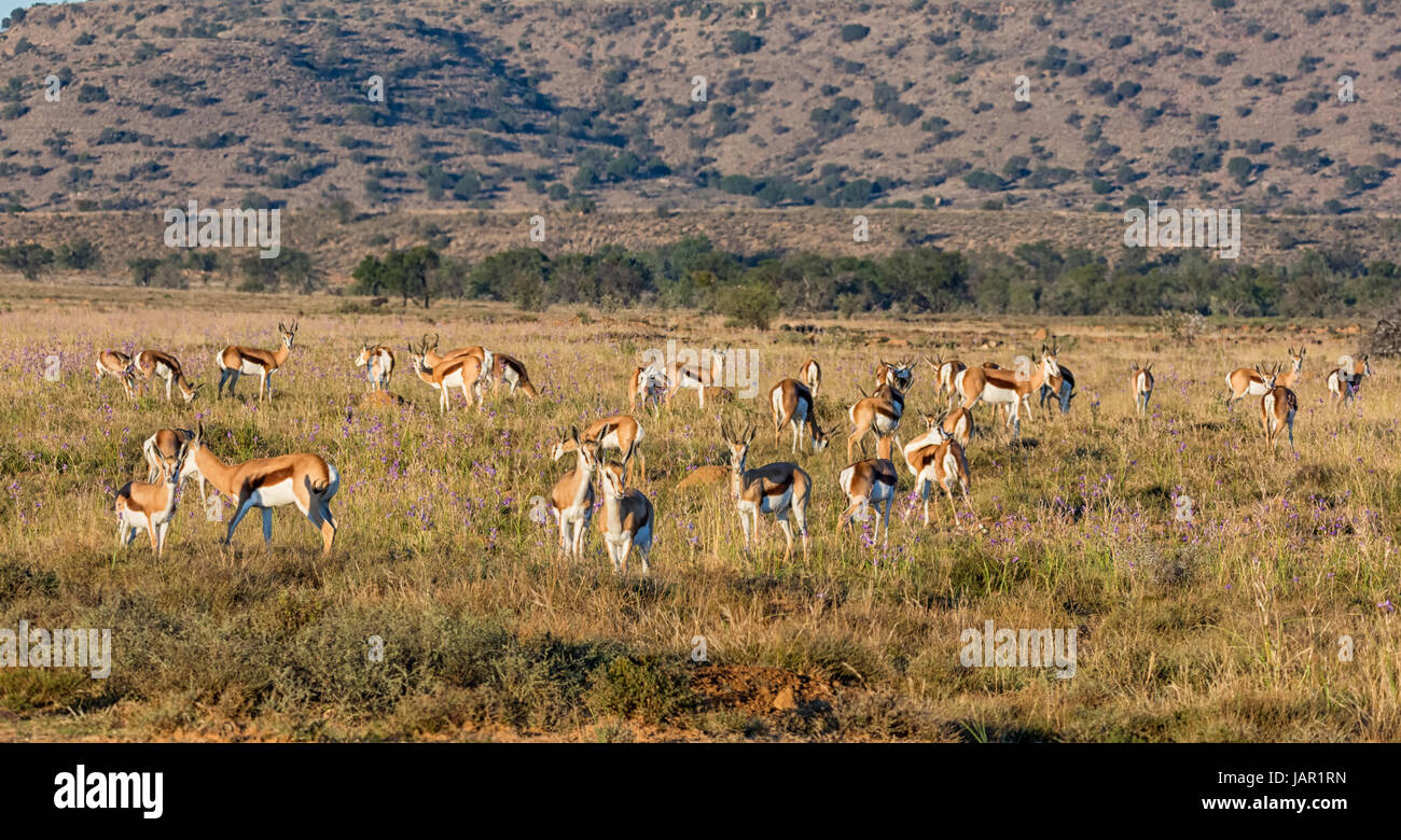 A herd of Springbok antelope in Southern African savanna Stock Photo ...