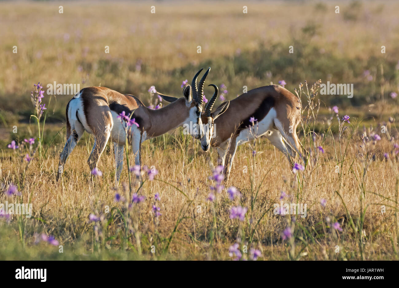 A pair of Springbok antelope rams in Southern African savanna Stock ...